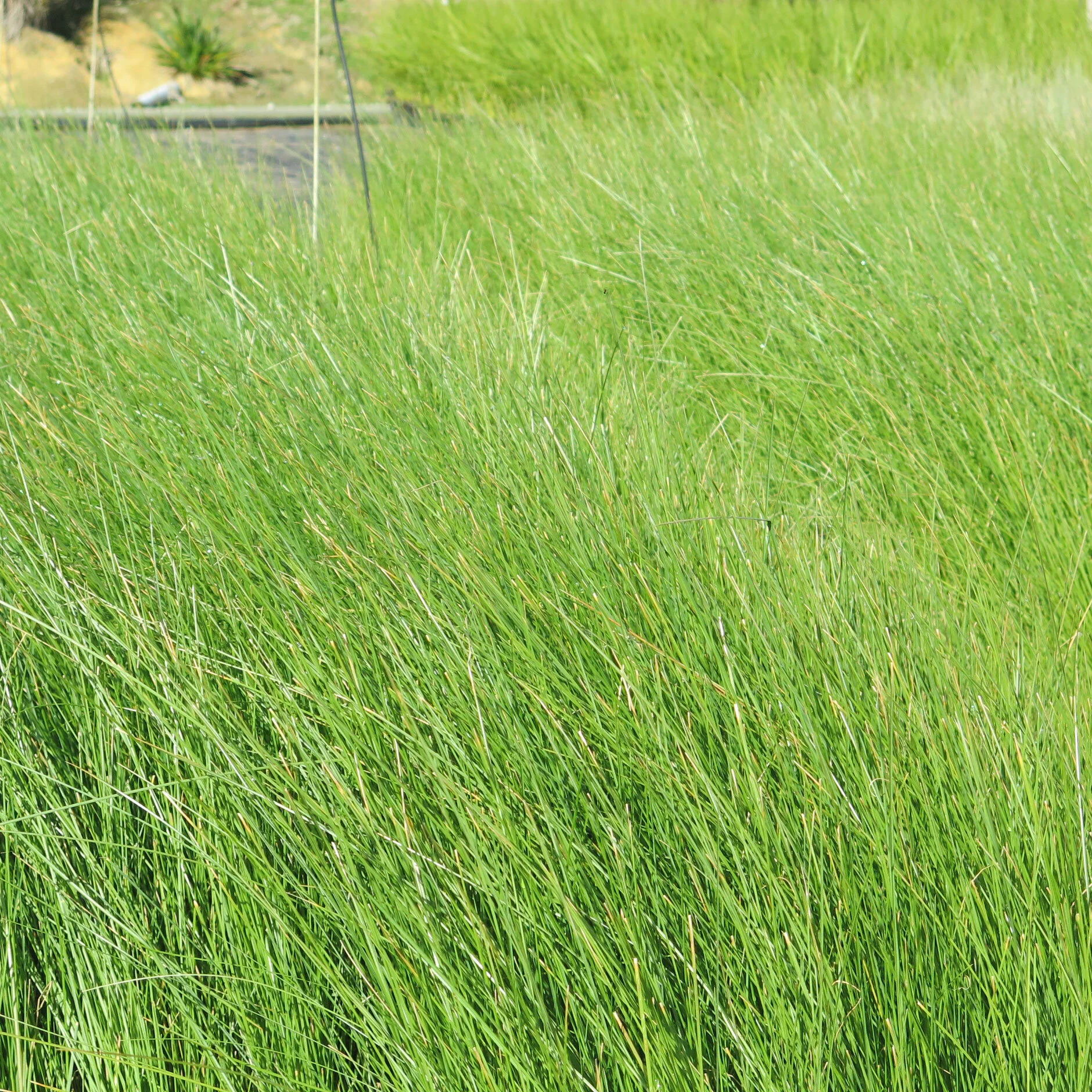 Poa cita — Kauri Park