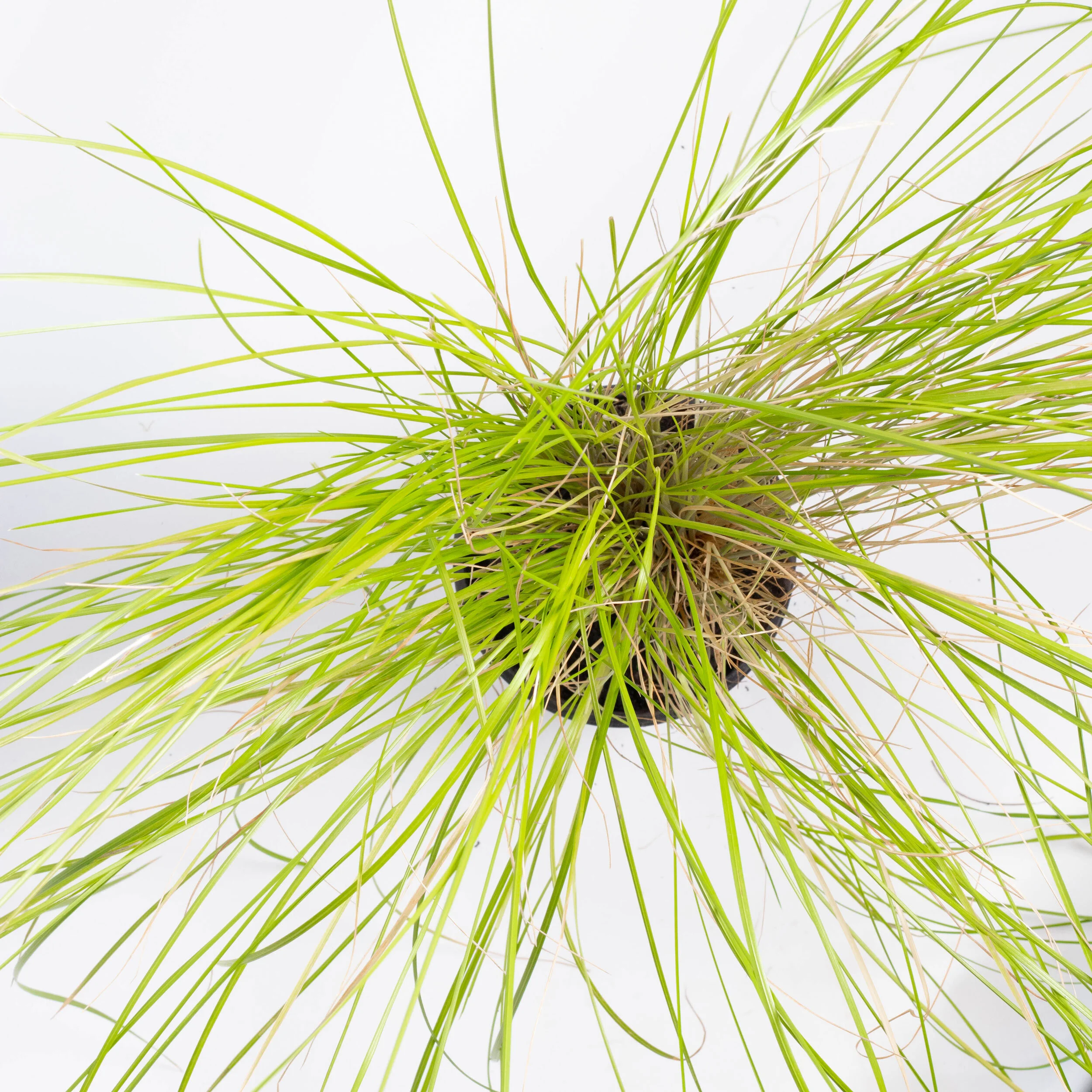 Poa cita — Kauri Park