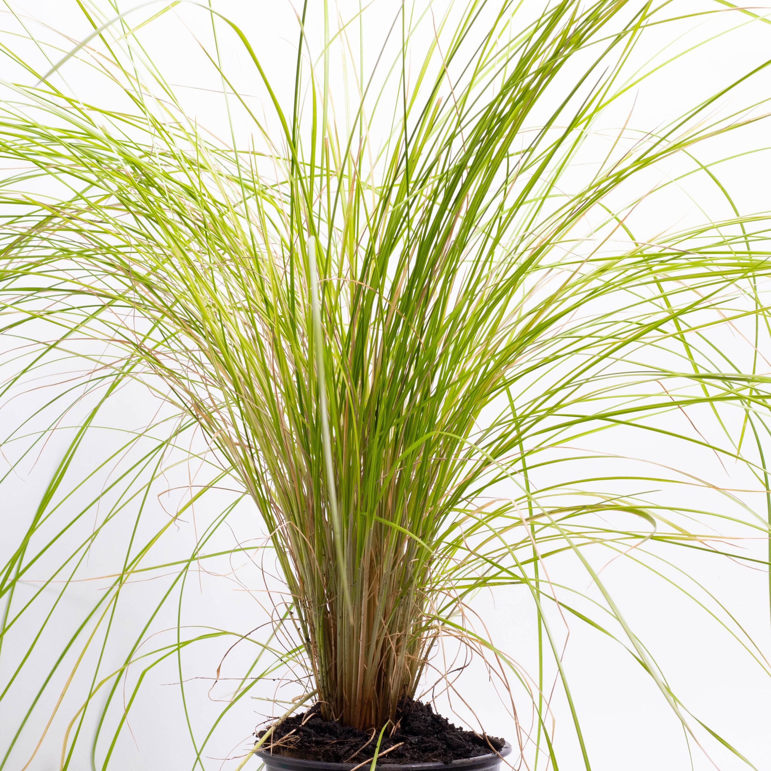 Poa cita — Kauri Park