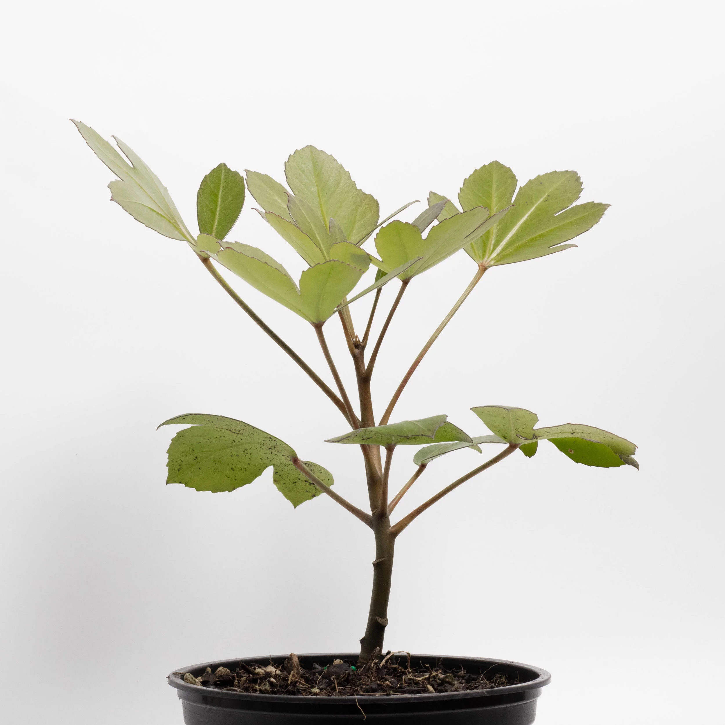 Pseudopanax Cyril Watson — Kauri Park