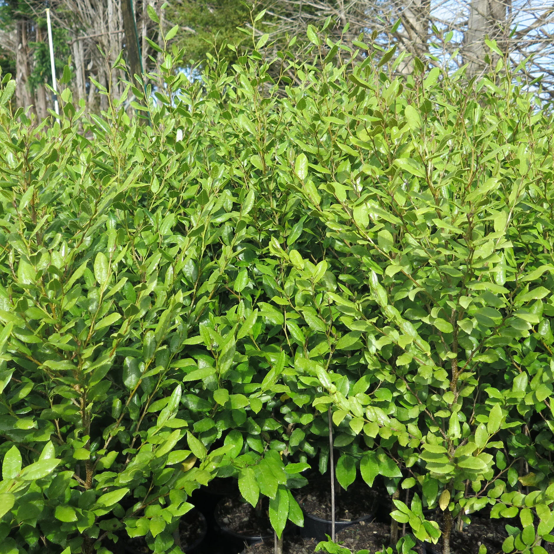 Streblus banksii — Kauri Park