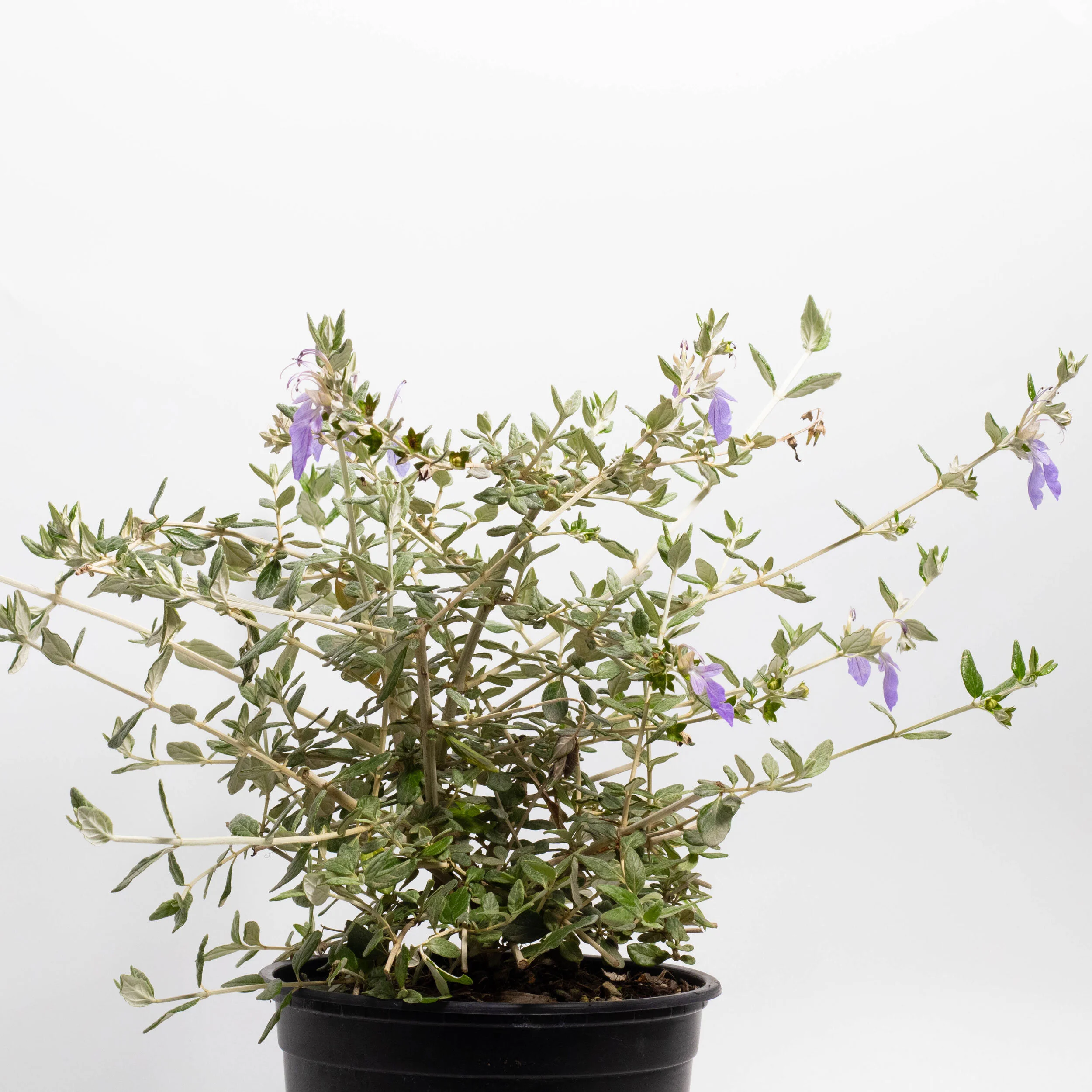 Teucrium fruticans — Kauri Park