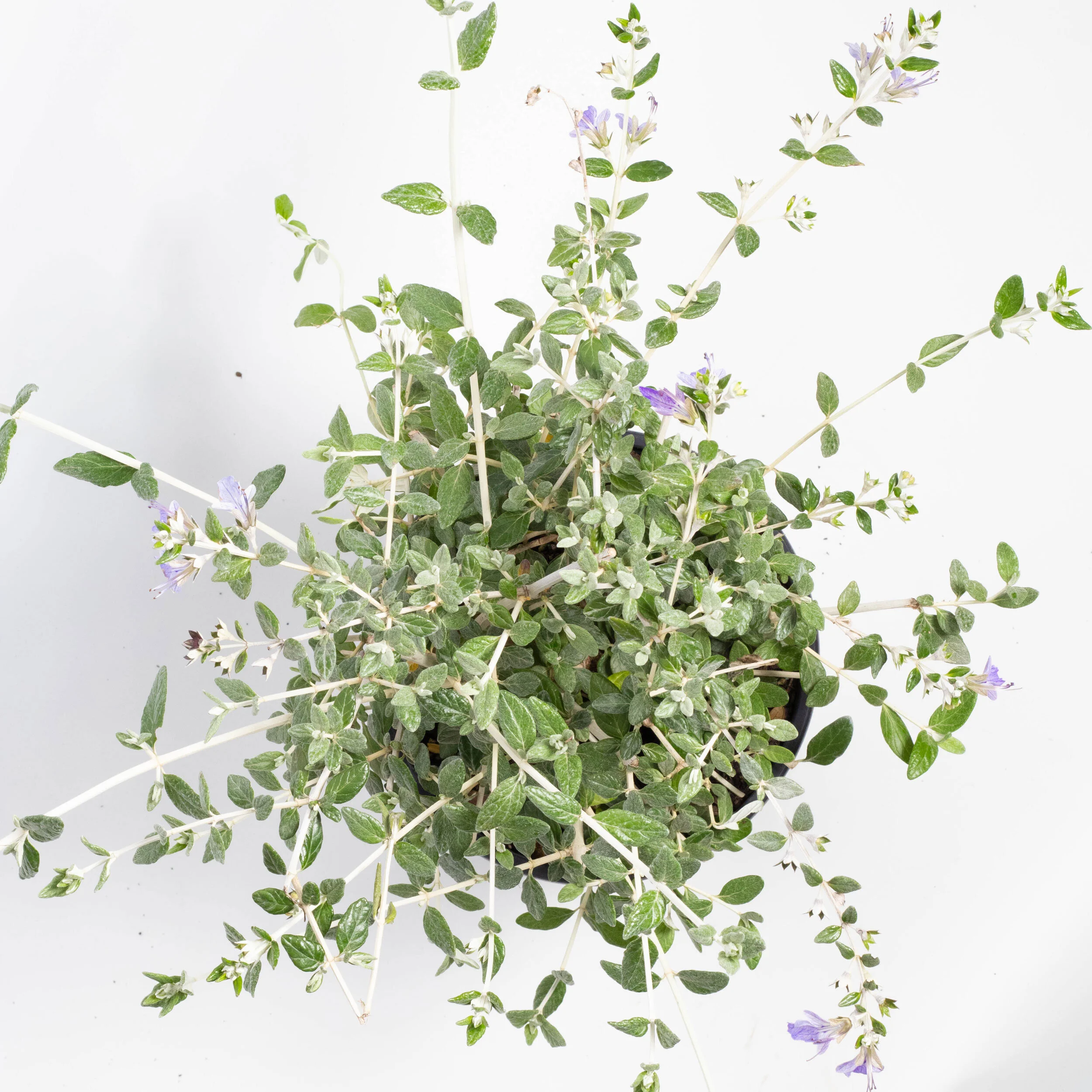 Teucrium fruticans — Kauri Park