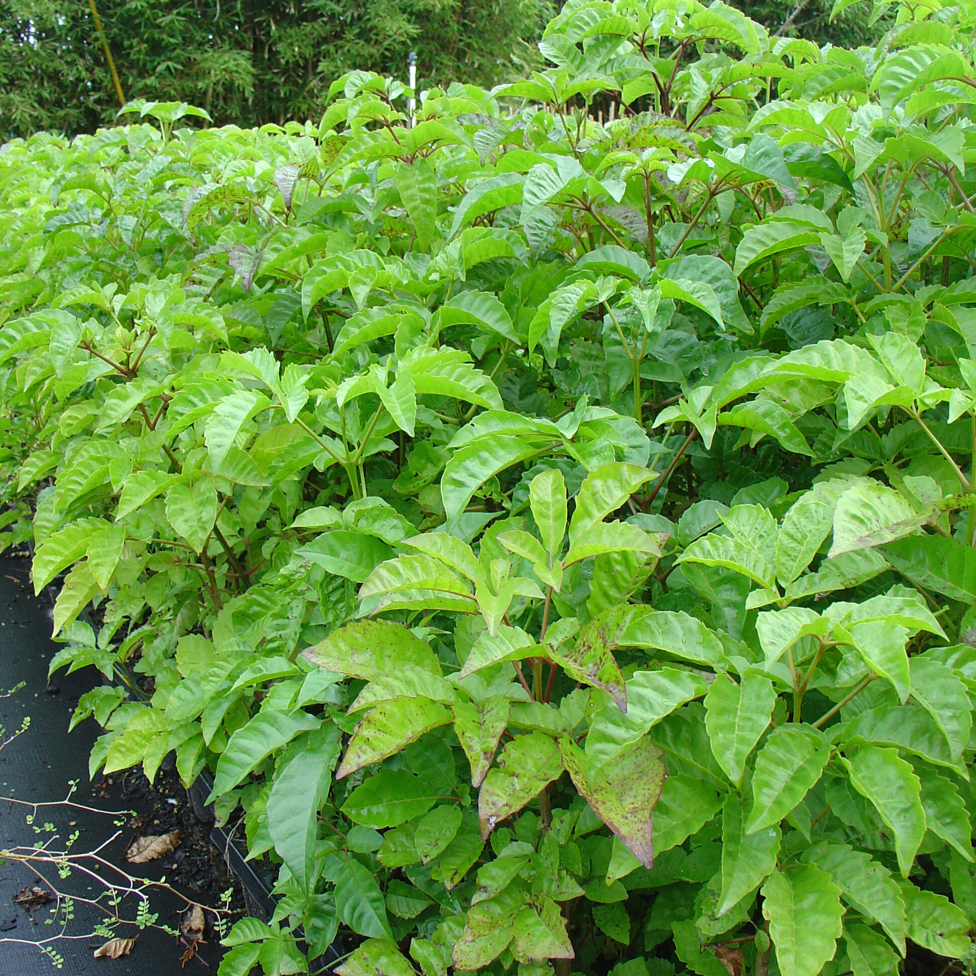 Vitex lucens — Kauri Park