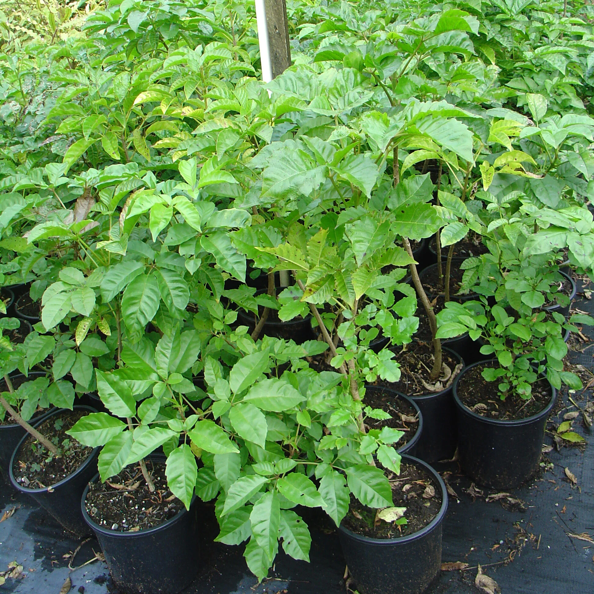 Vitex lucens — Kauri Park