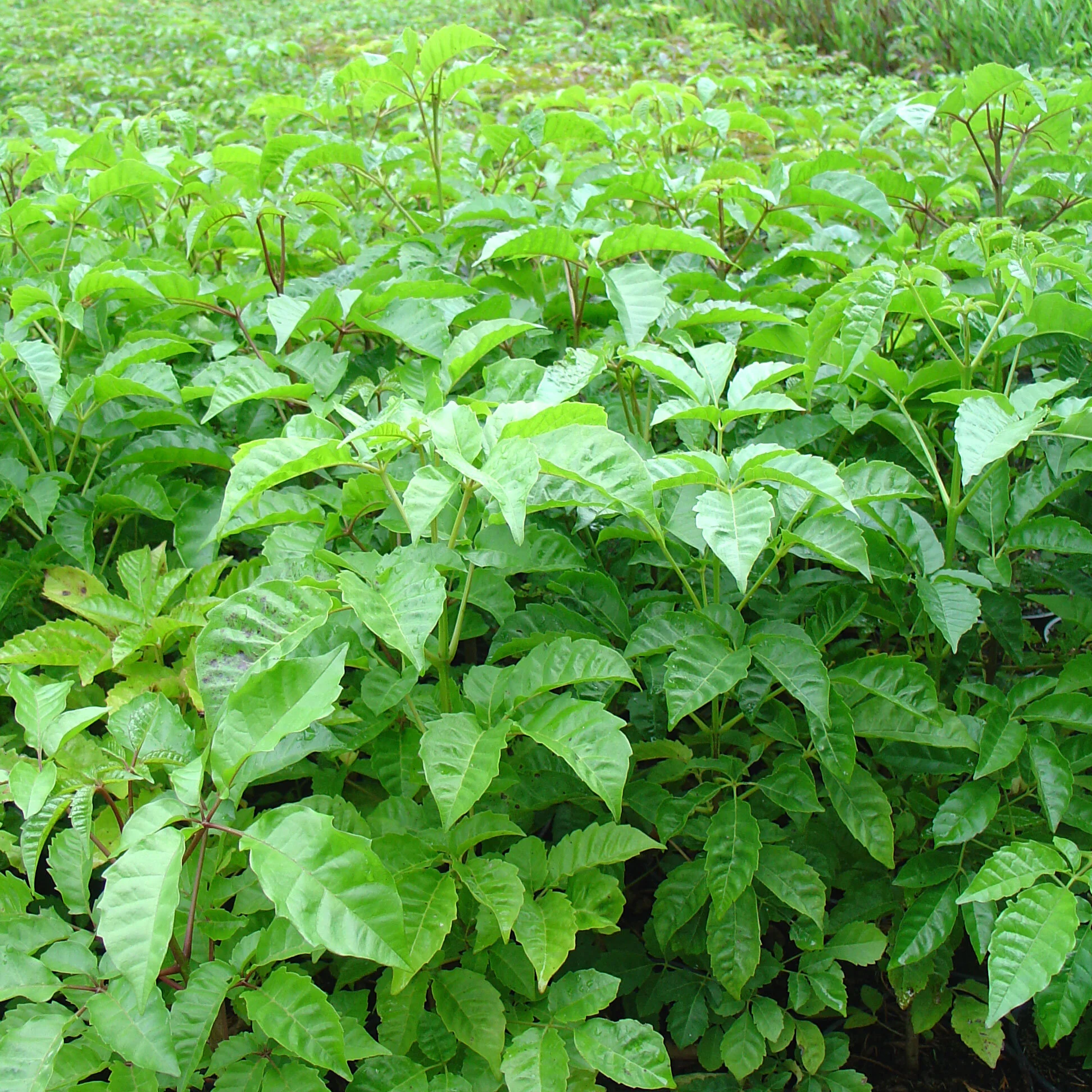 Coprosma brunnea — Kauri Park
