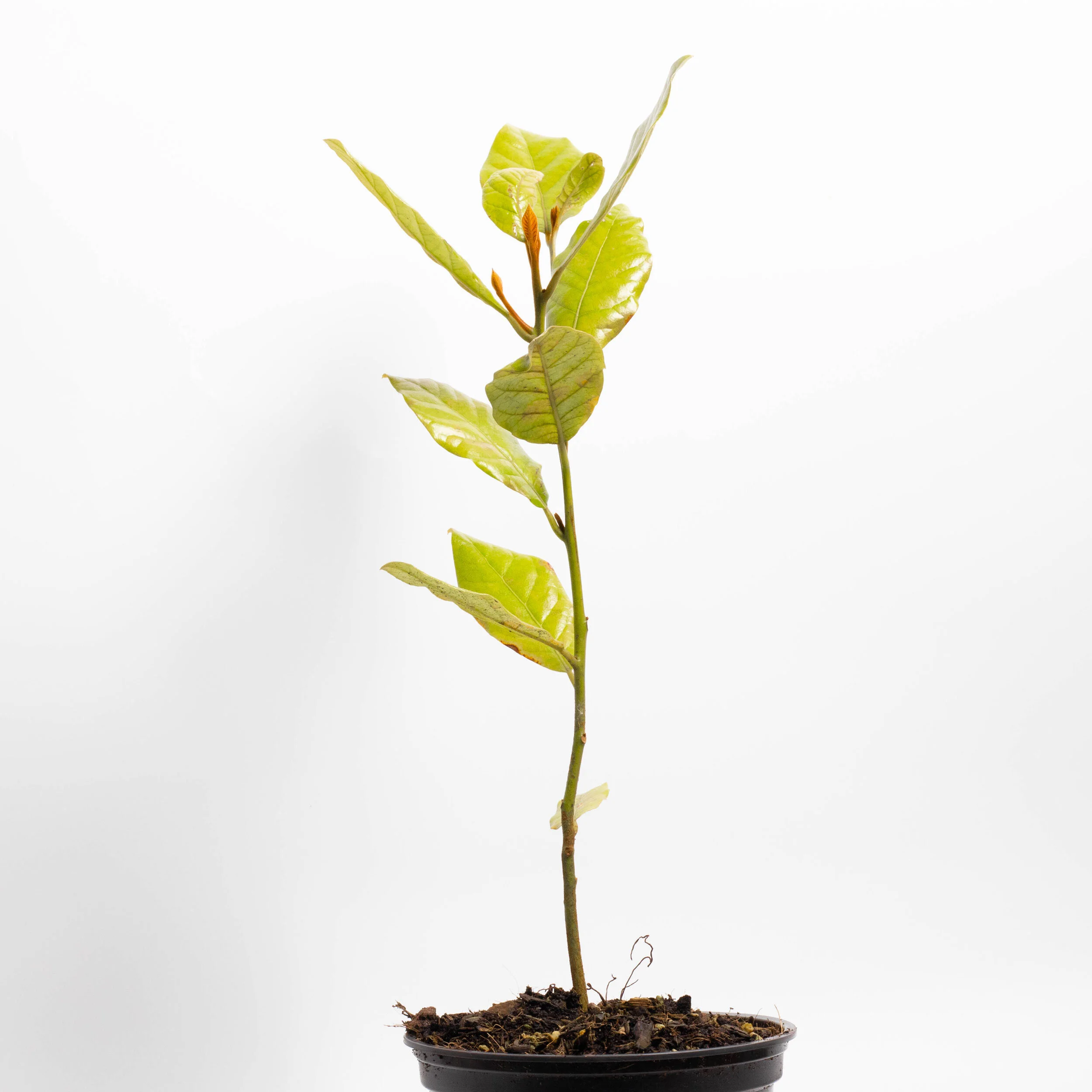 Beilschemedia taraire — Kauri Park