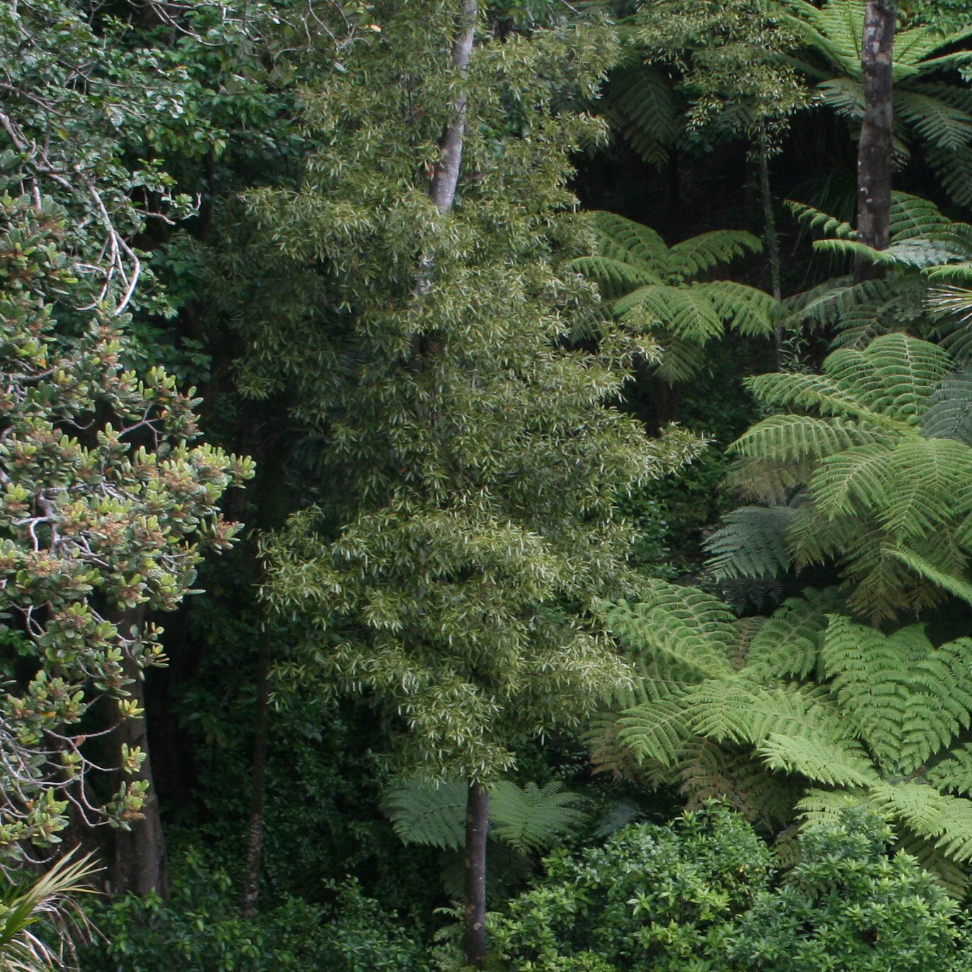 Beilschmedia tawa — Kauri Park