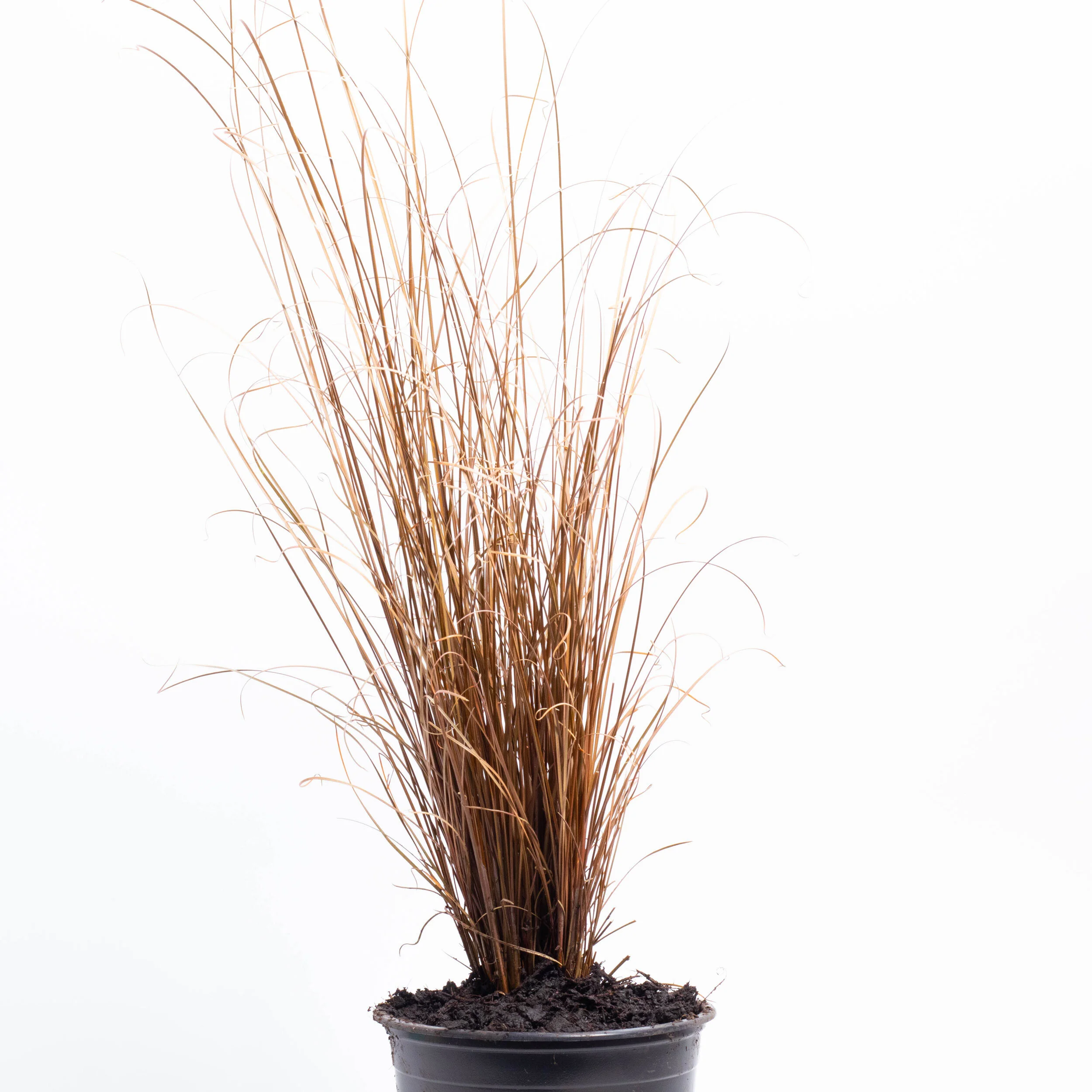 Carex buchananii — Kauri Park