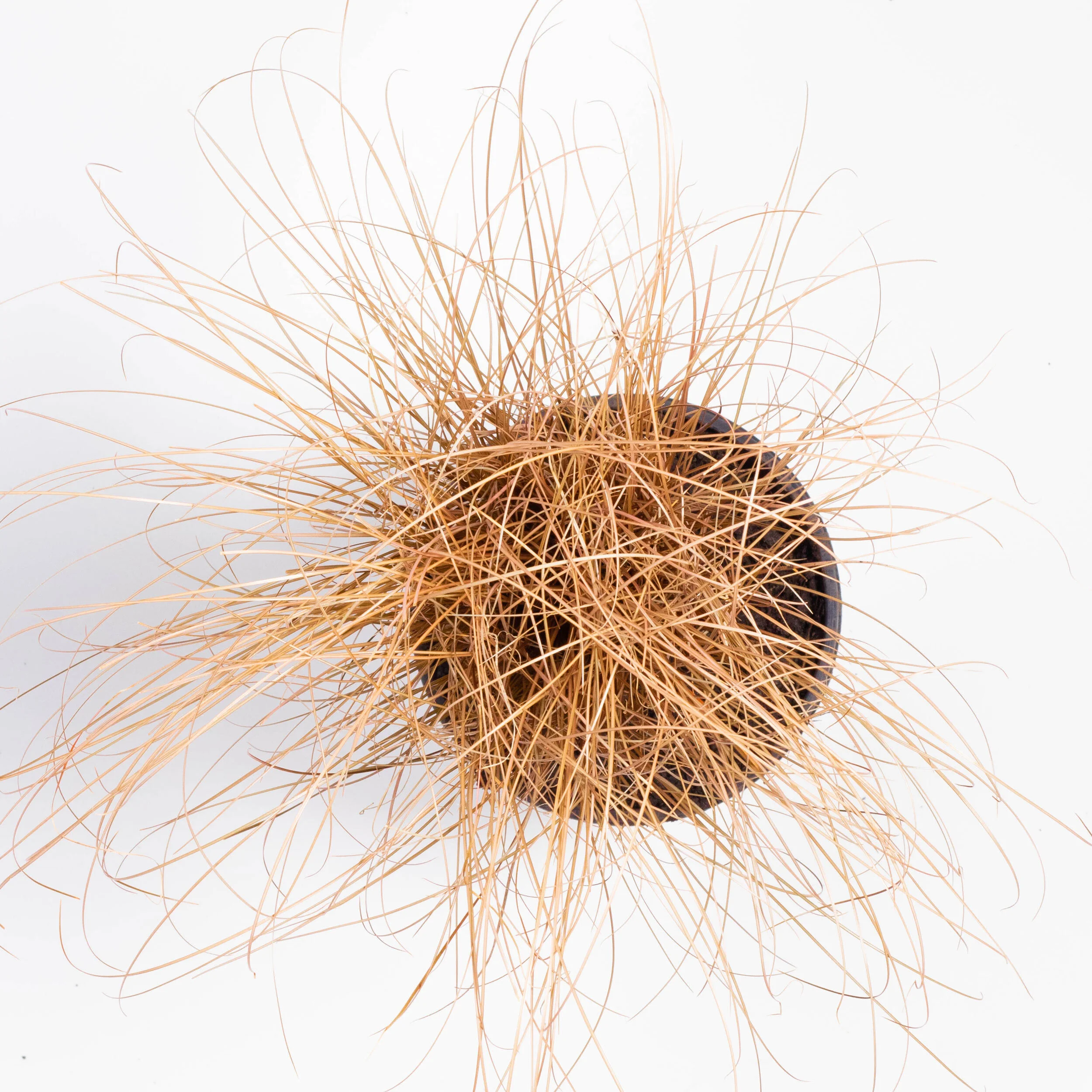 Carex comans bronze — Kauri Park