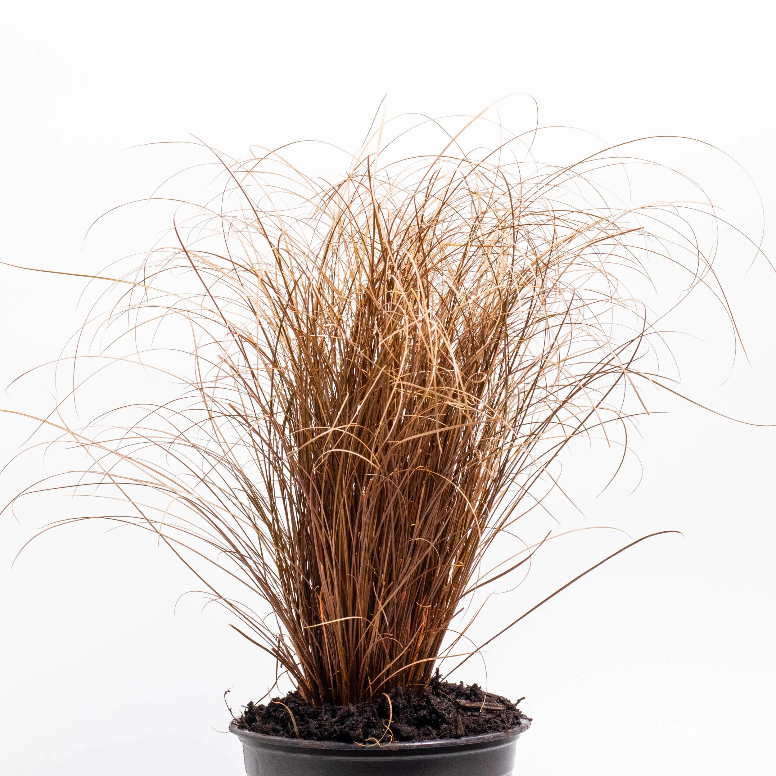 Carex comans bronze — Kauri Park