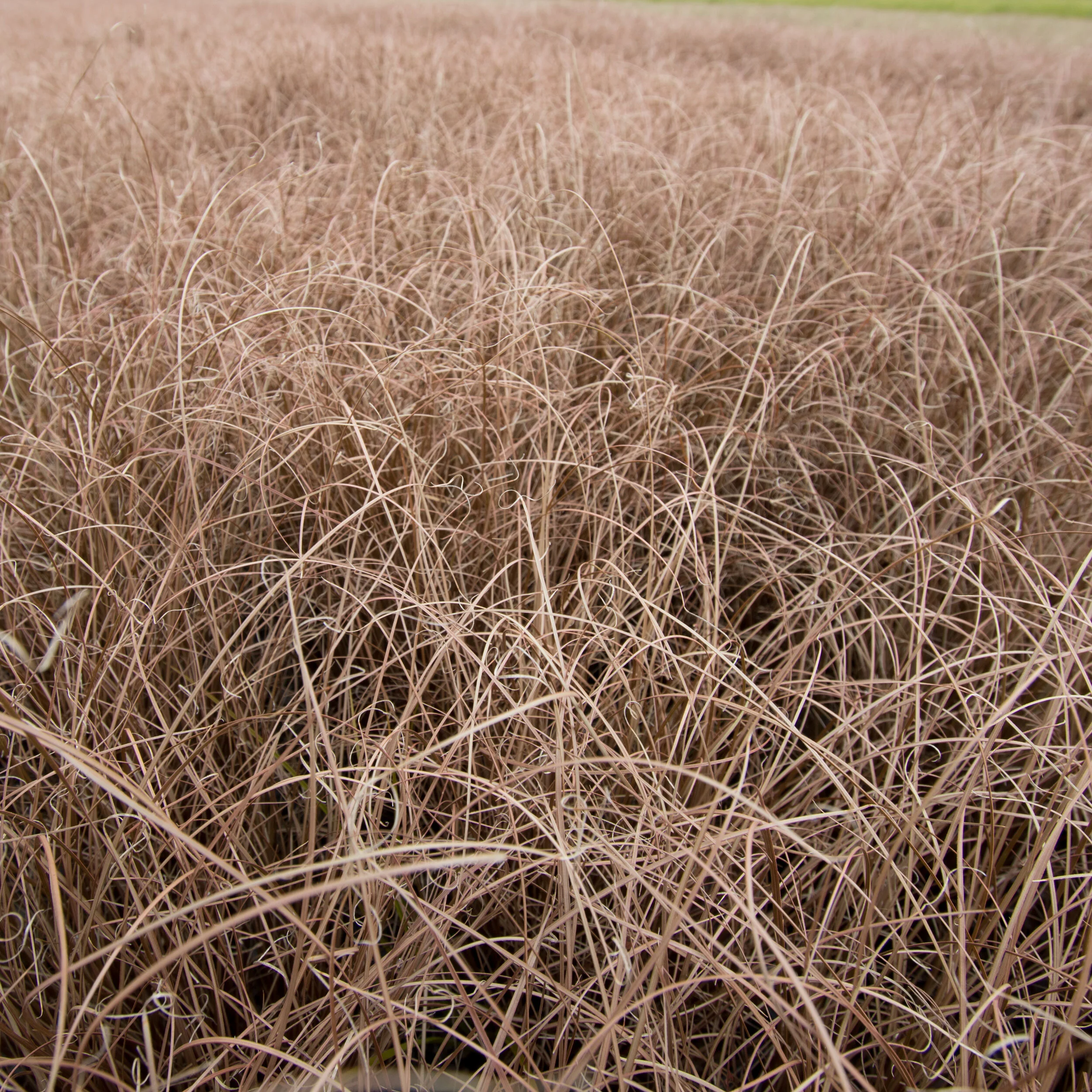 Carex comans bronze — Kauri Park