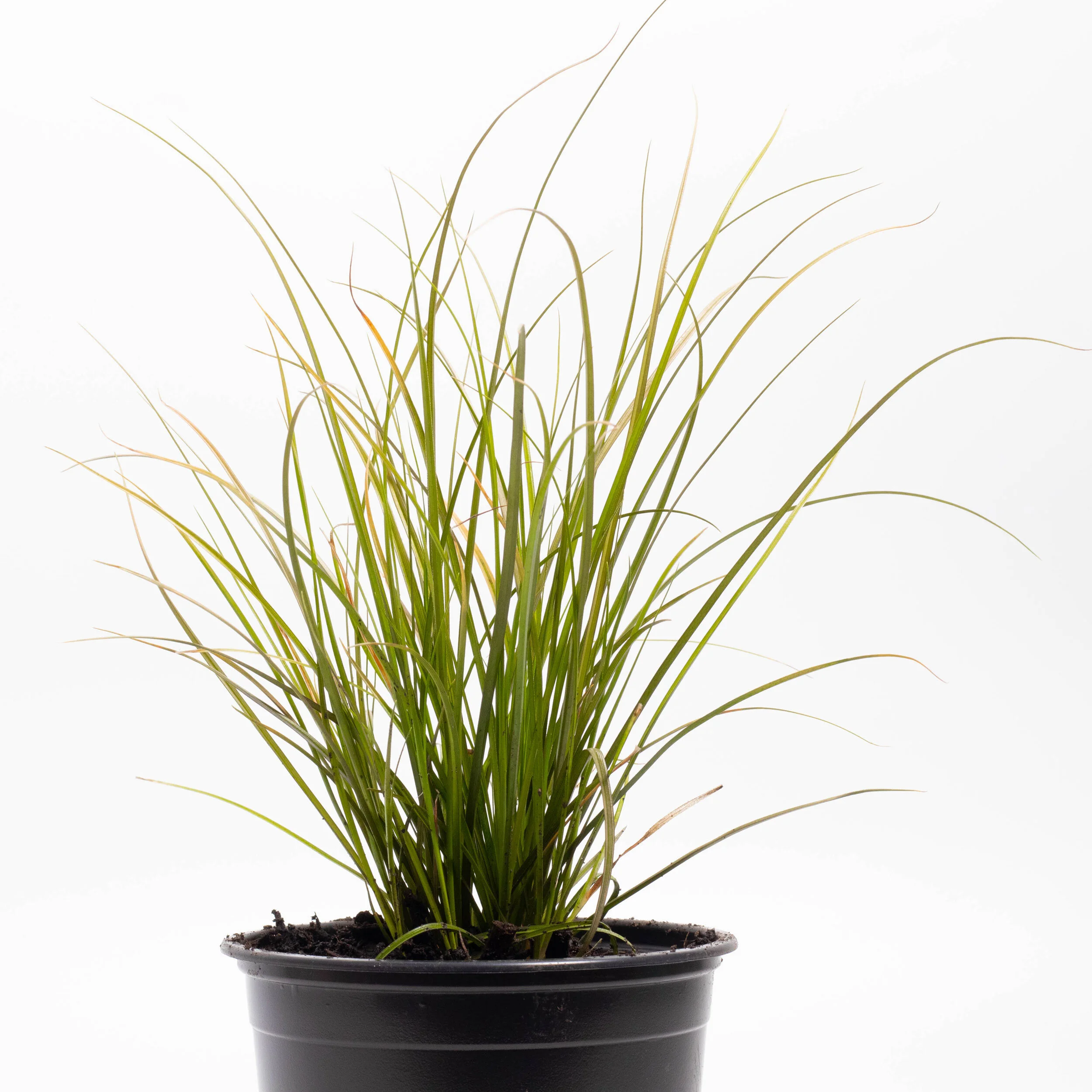 Wetland Shallow — Kauri Park — Plant Library