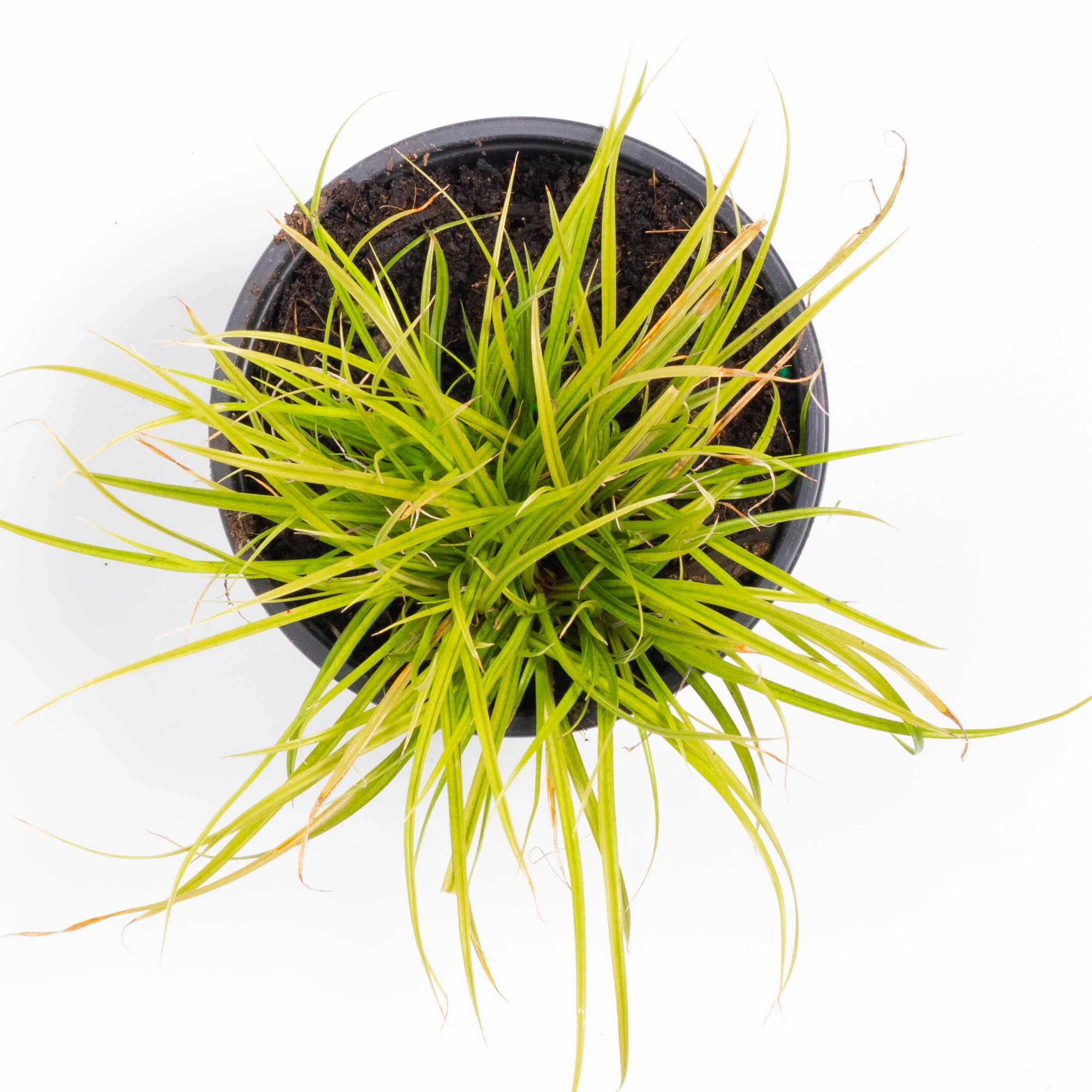 Carex dissita — Kauri Park