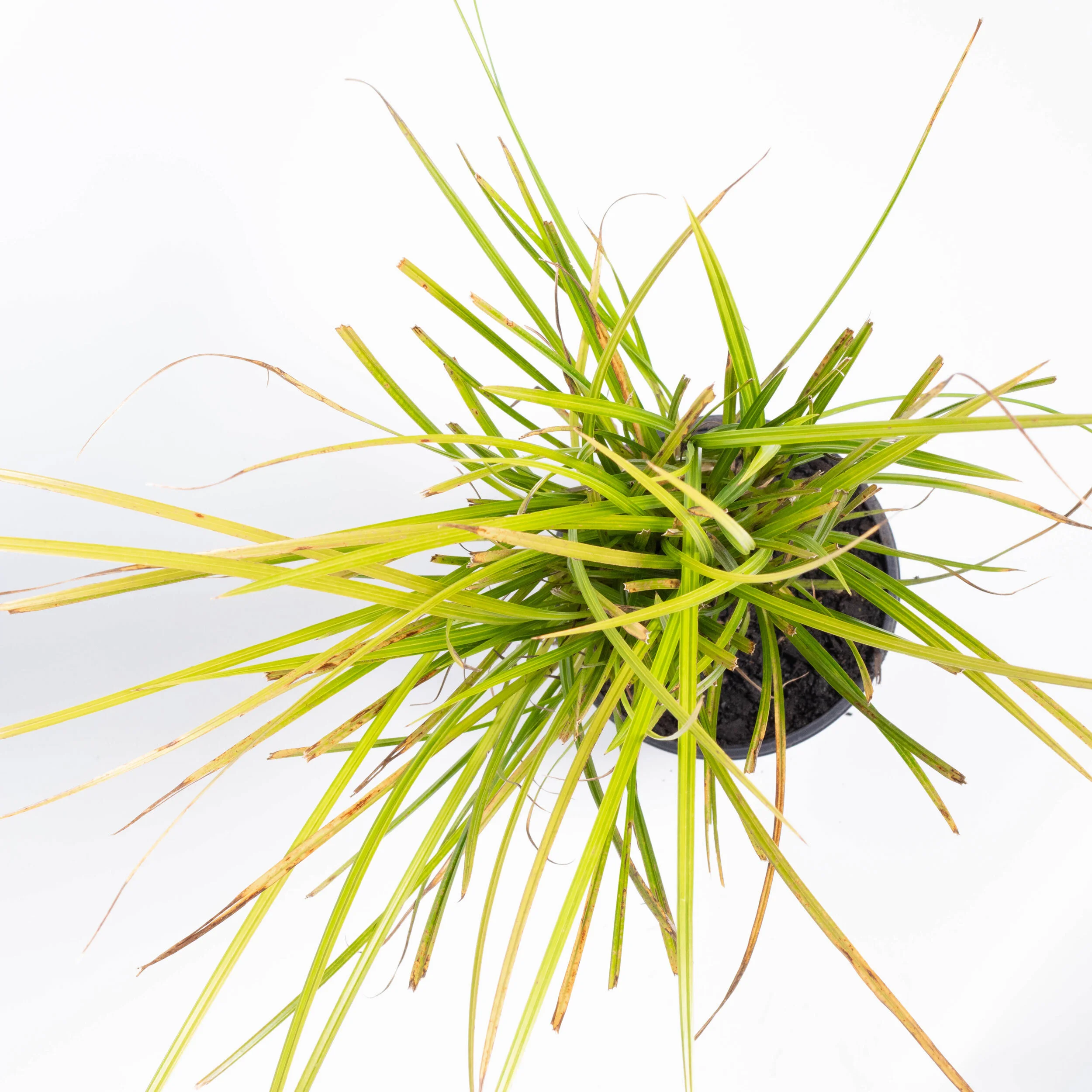 Carex geminata — Kauri Park