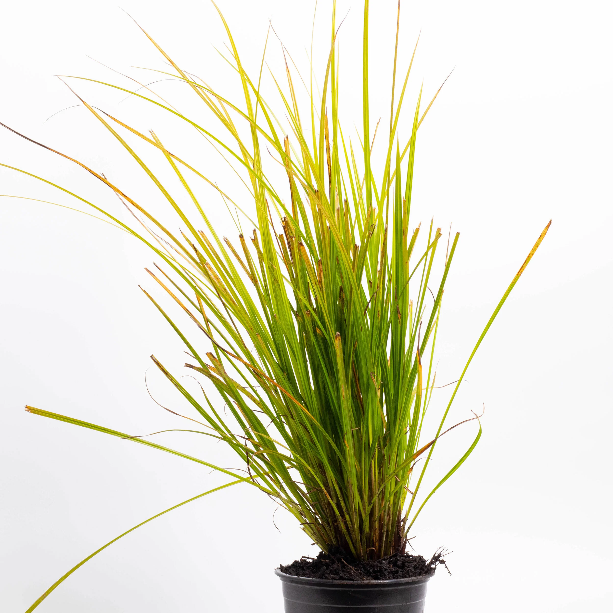 Carex geminata — Kauri Park