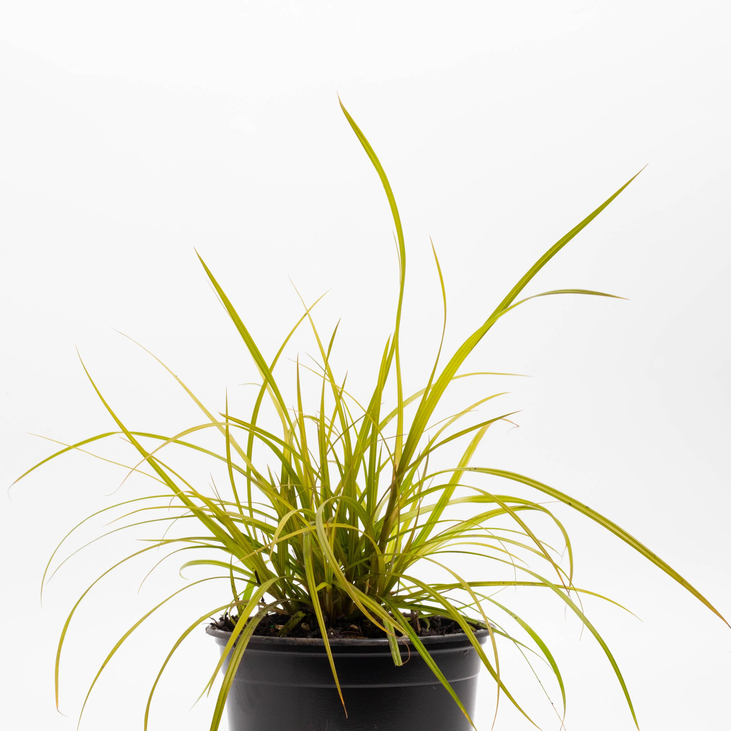 Carex lessoniana — Kauri Park