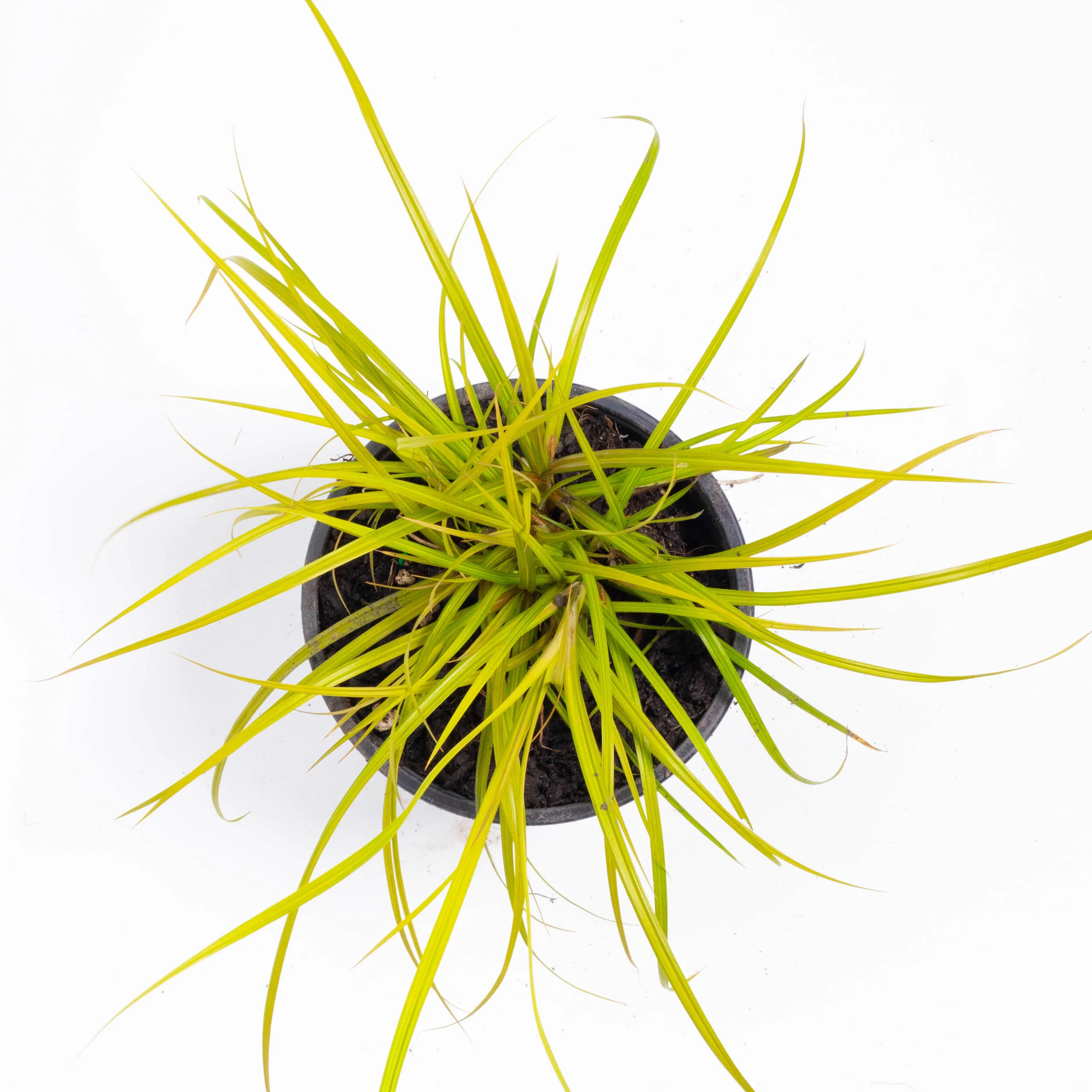 Carex lessoniana — Kauri Park