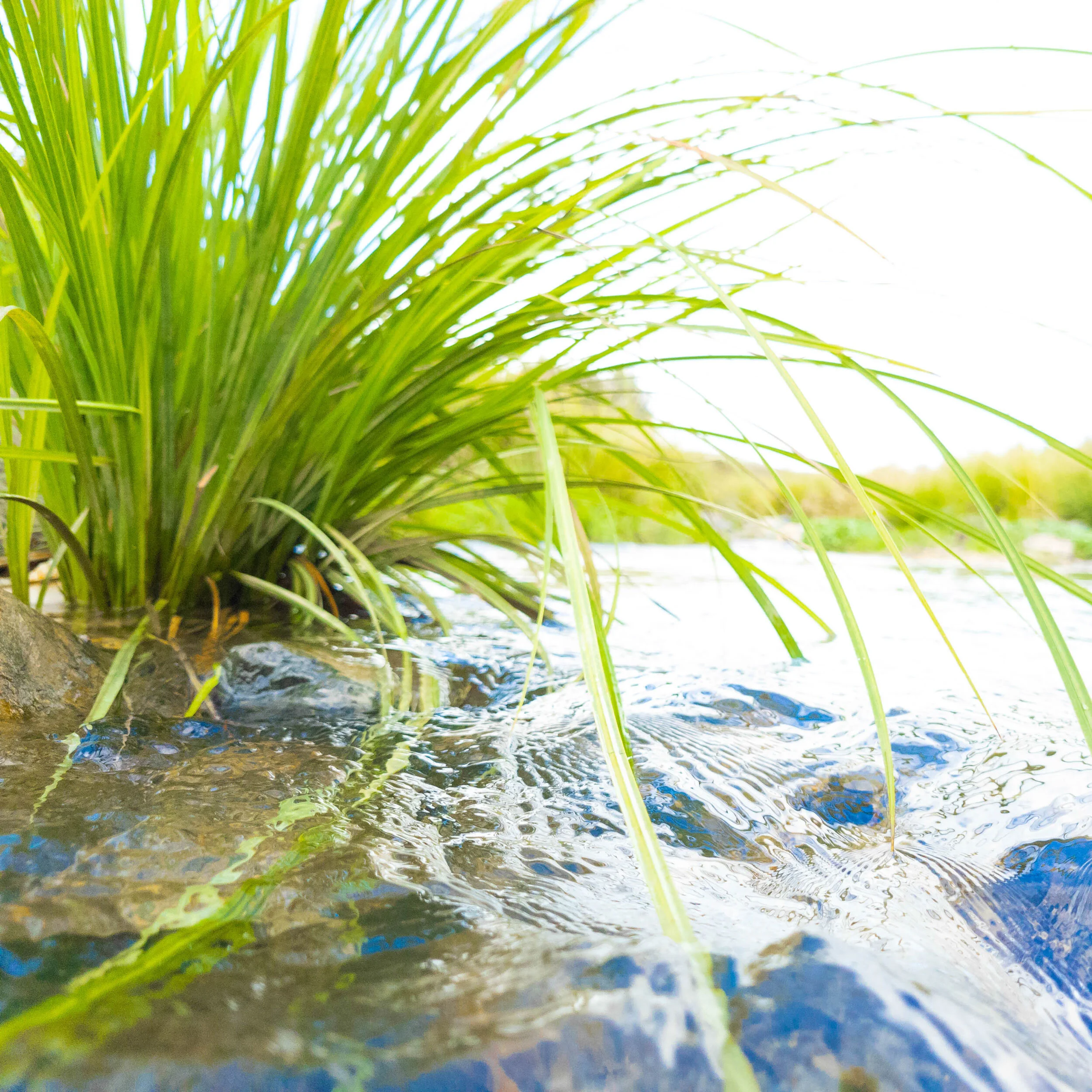 Carex lessoniana — Kauri Park