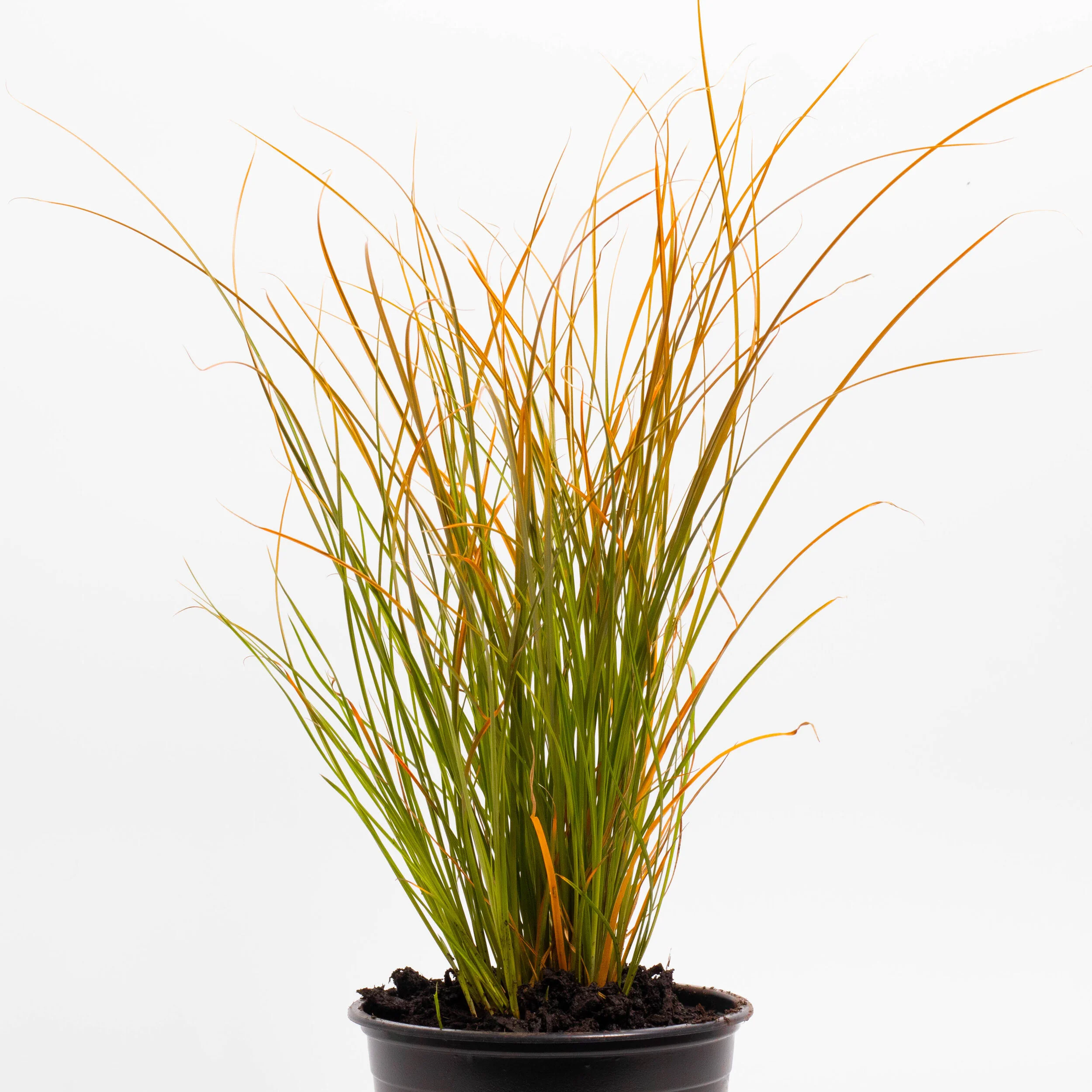 Carex testacea — Kauri Park