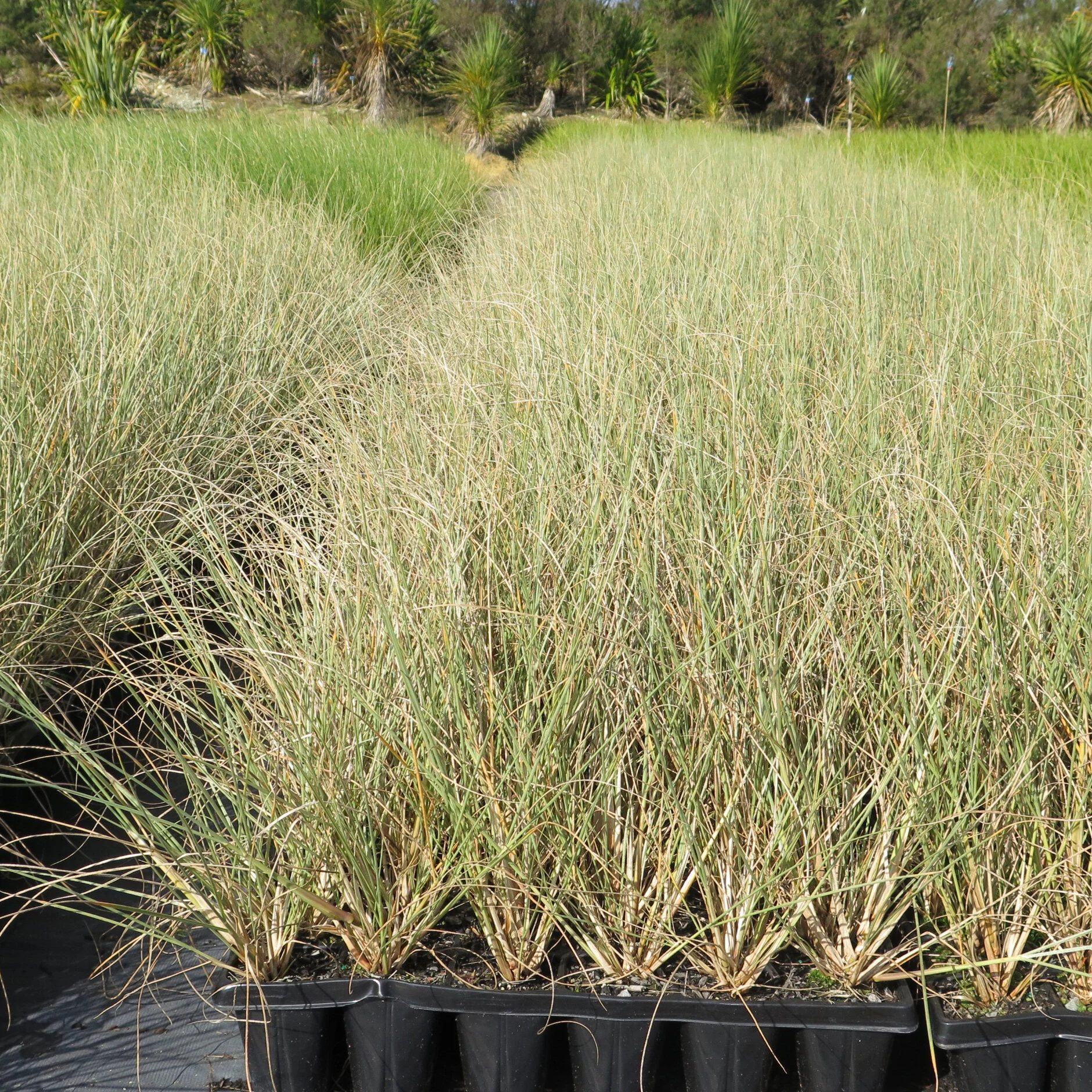 Spinifex sericeus — Kauri Park