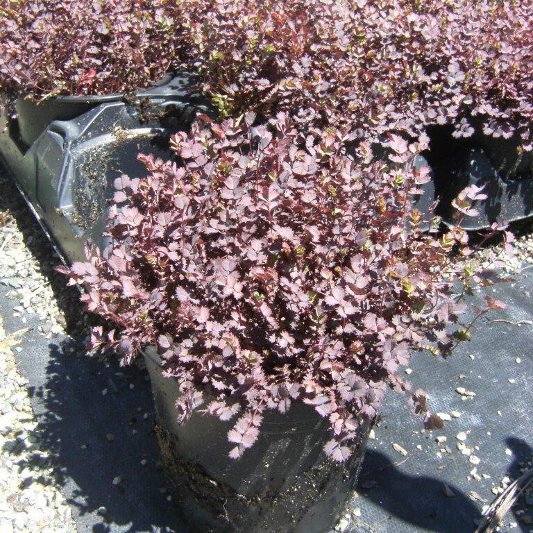 Acaena purpurea — Kauri Park