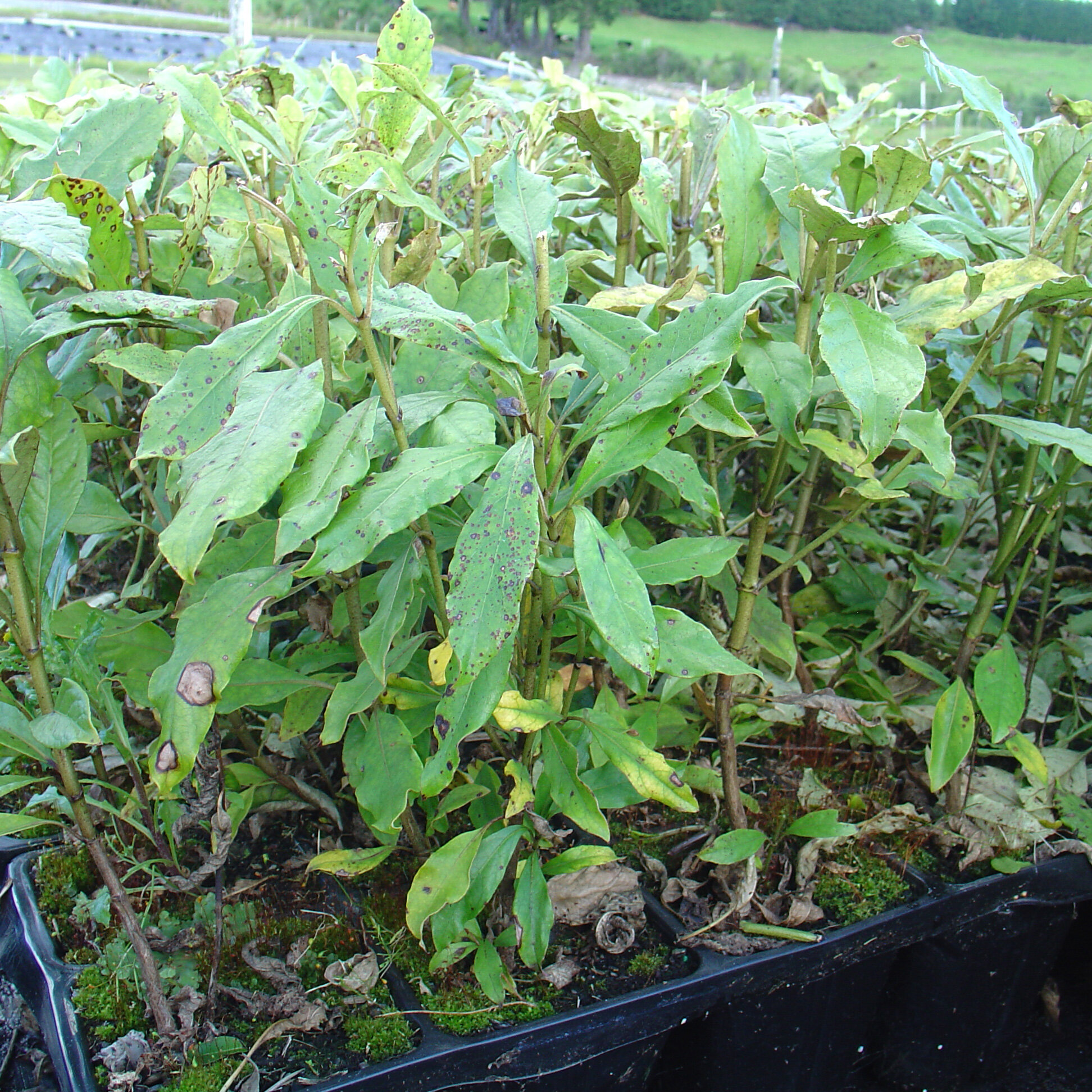 Coprosma grandiflora — Kauri Park