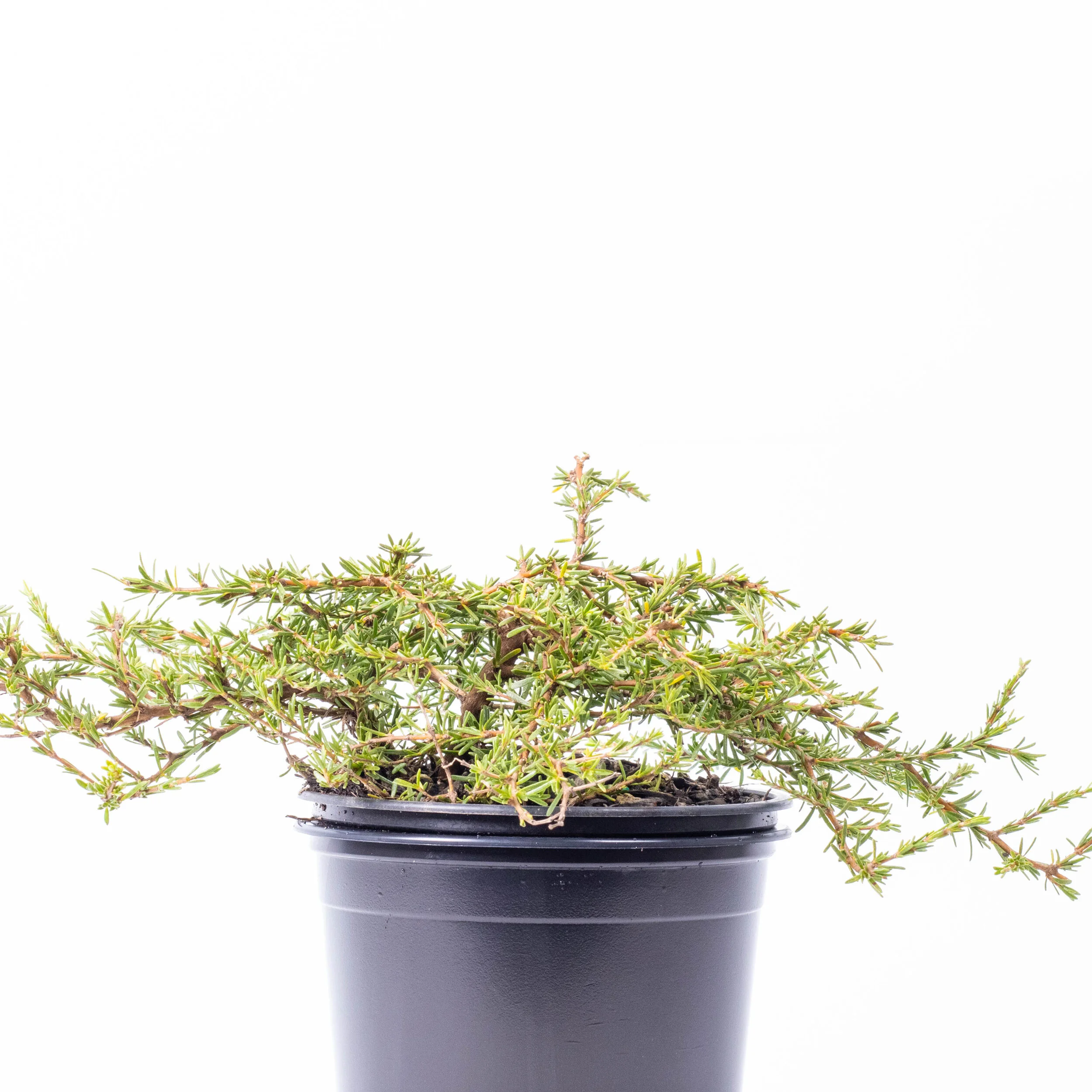 Coprosma Hawera — Kauri Park