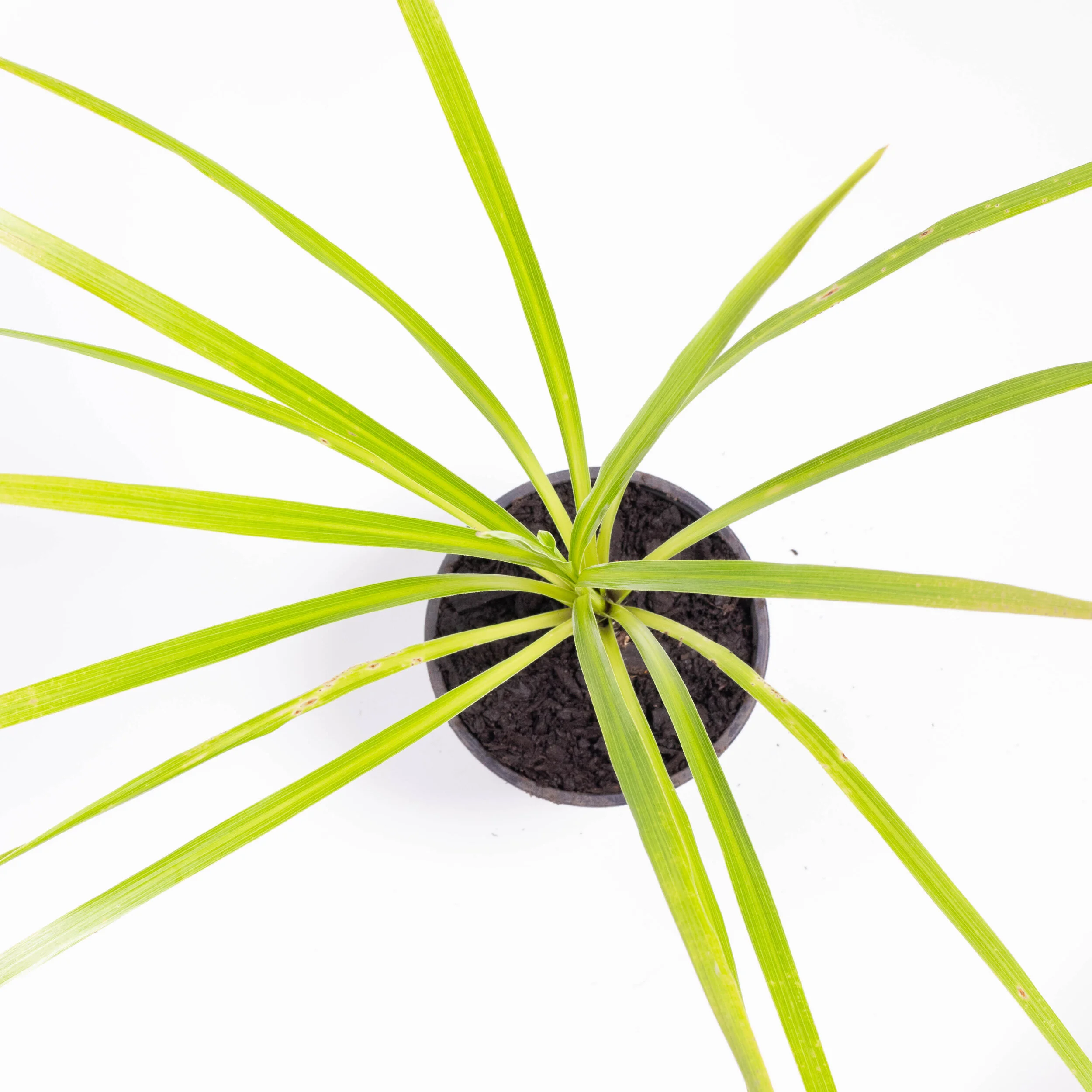 Cordyline australis, Cabbage tree, ti kouka — Kauri Park