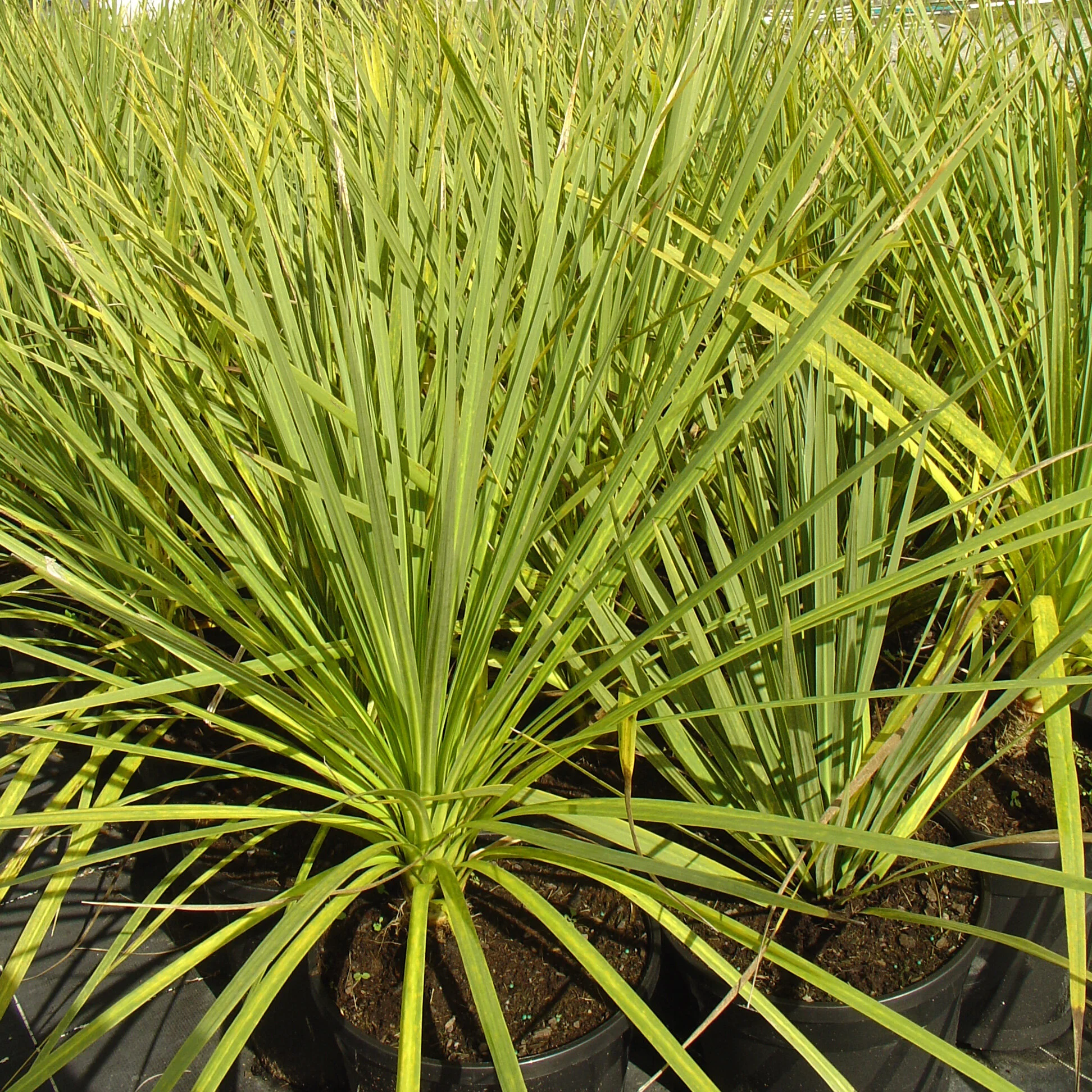 Cordyline australis, Cabbage tree, ti kouka — Kauri Park