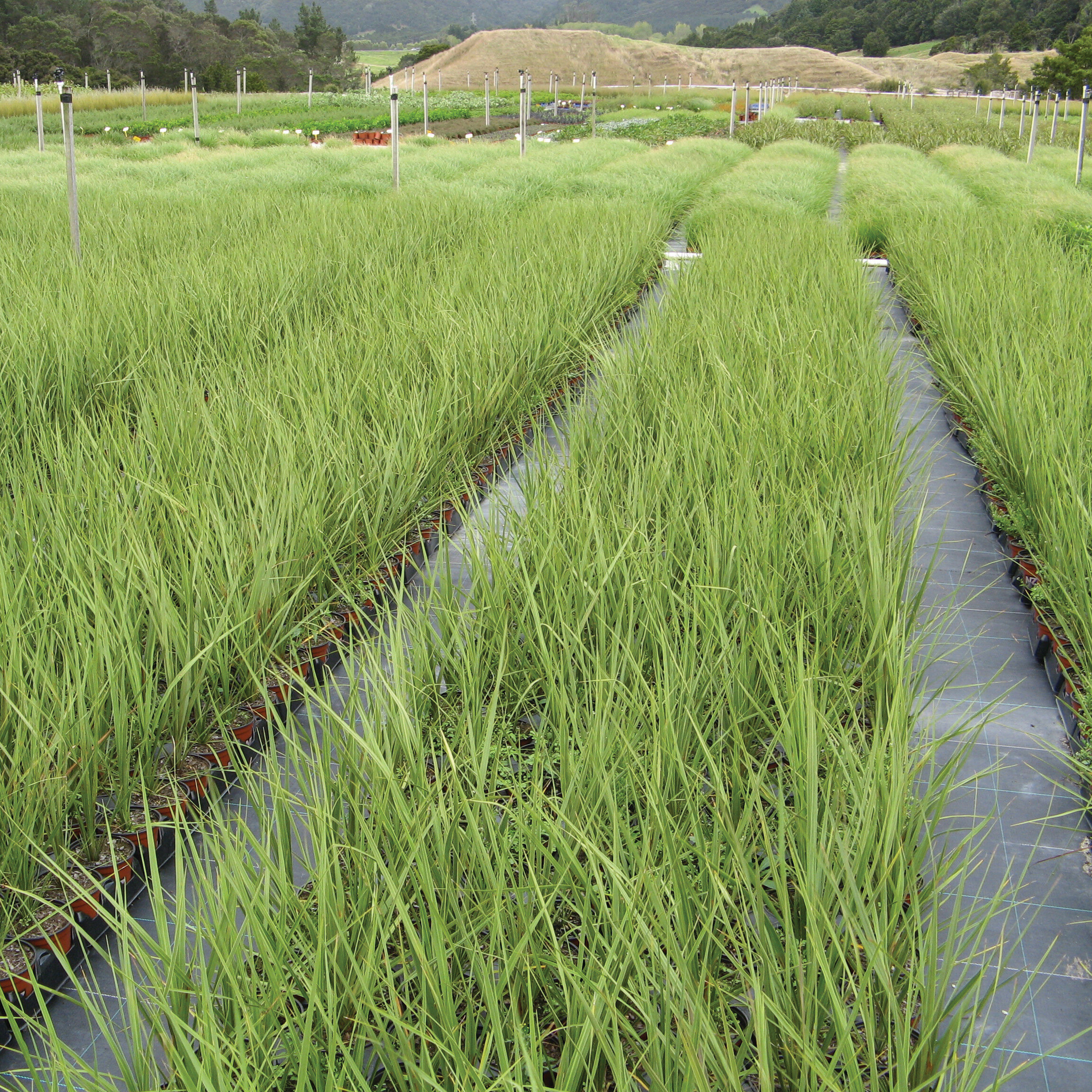 Cordyline australis, Cabbage tree, ti kouka — Kauri Park