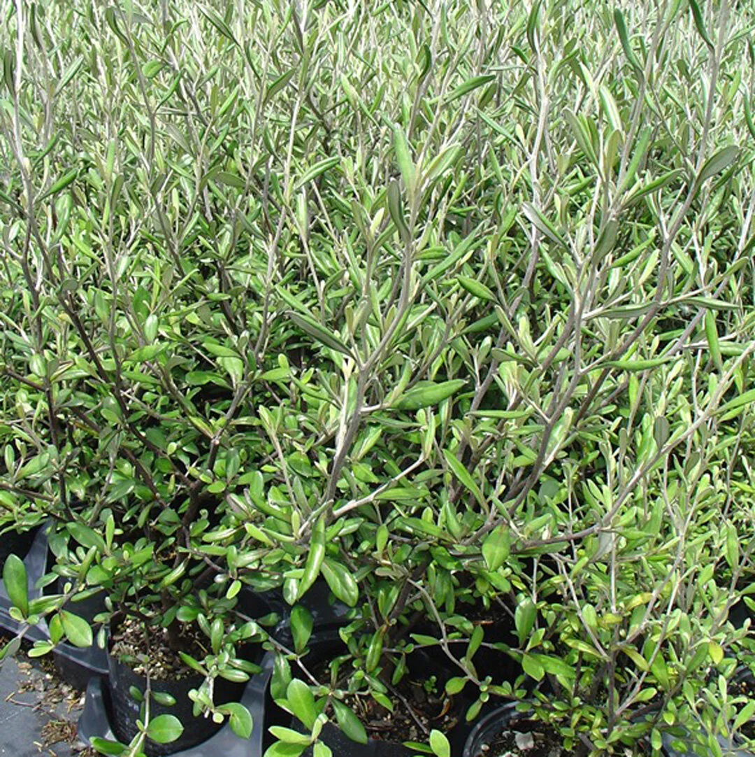 Corokia Geenty's ghost — Kauri Park