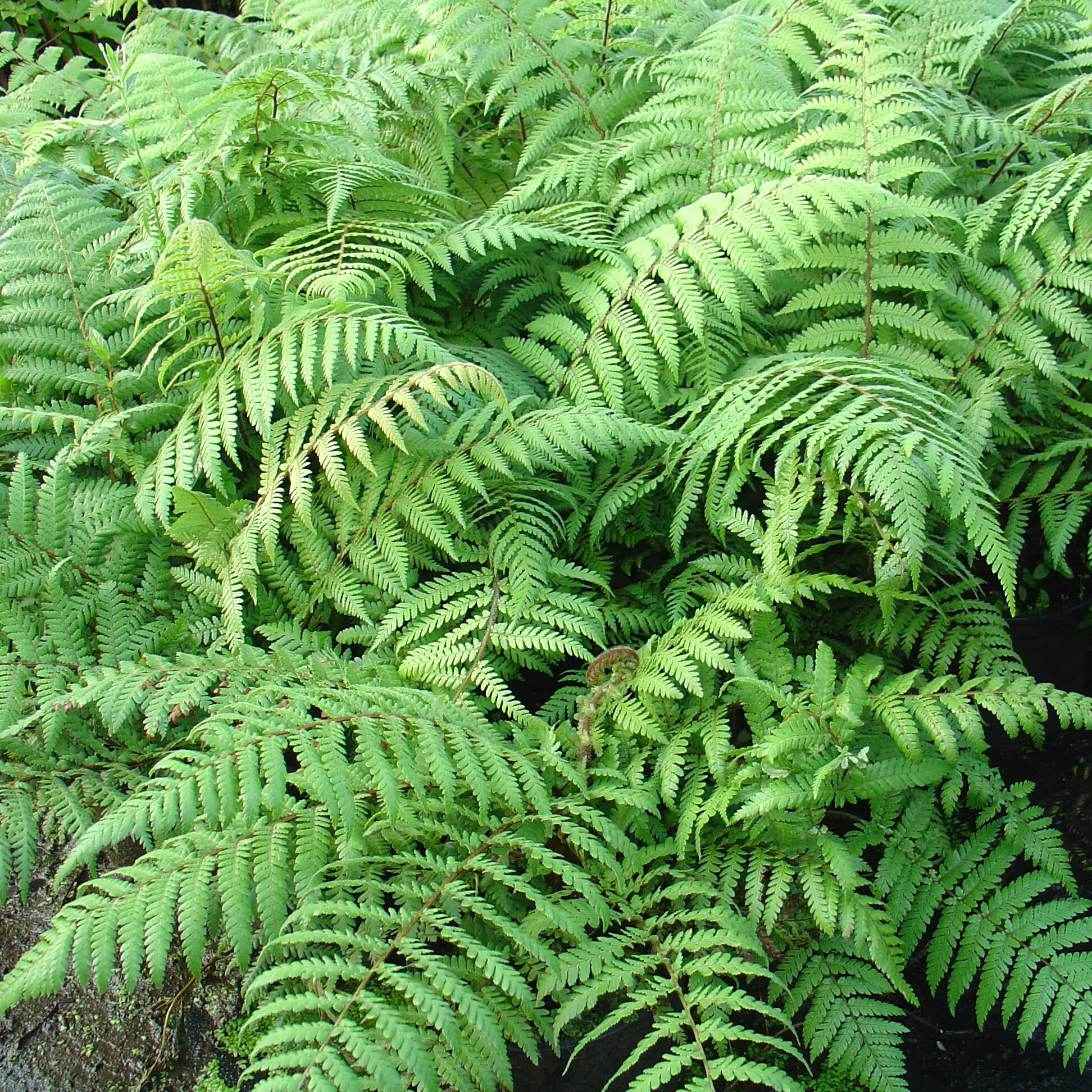 Dicksonia squarrosa — Kauri Park