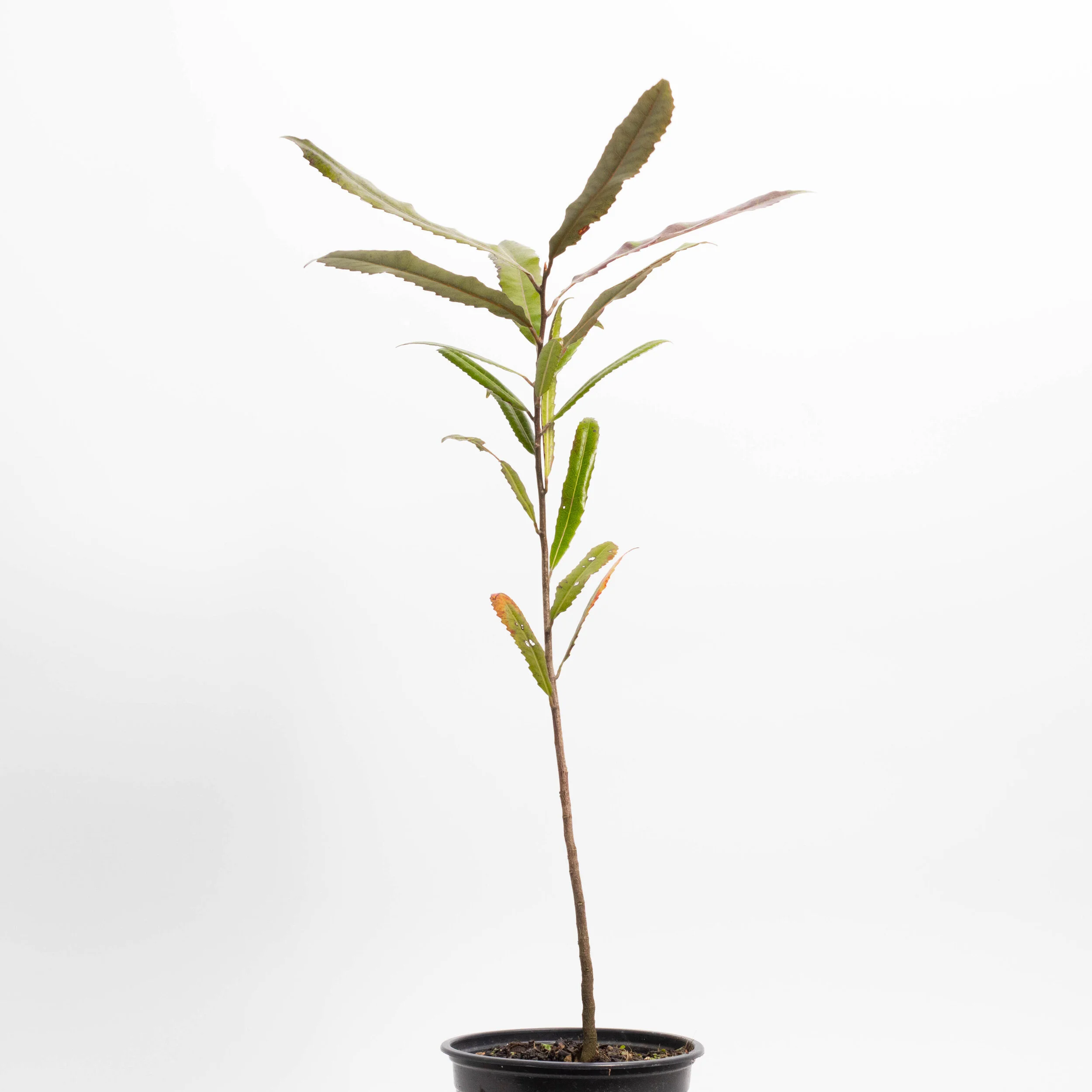 Elaeocarpus dentatus — Kauri Park