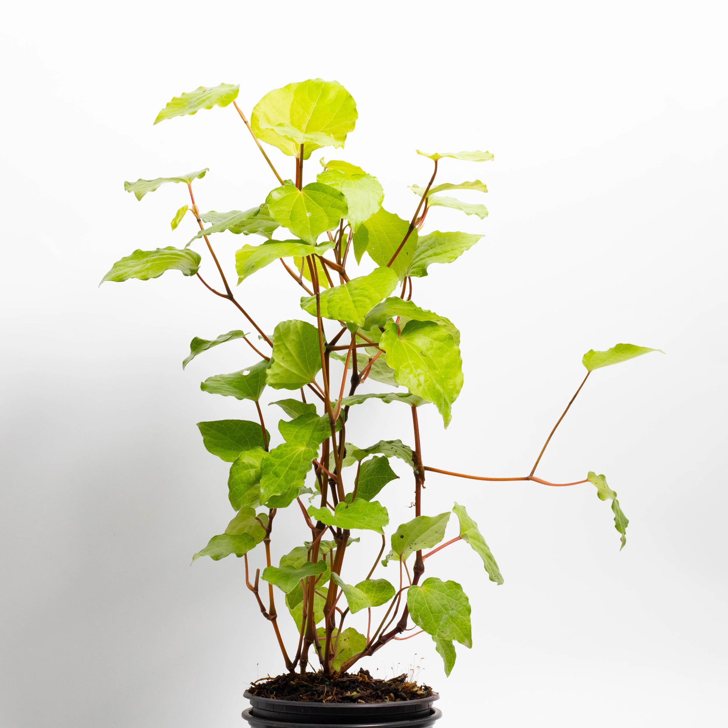 Macropiper excelsum — Kauri Park