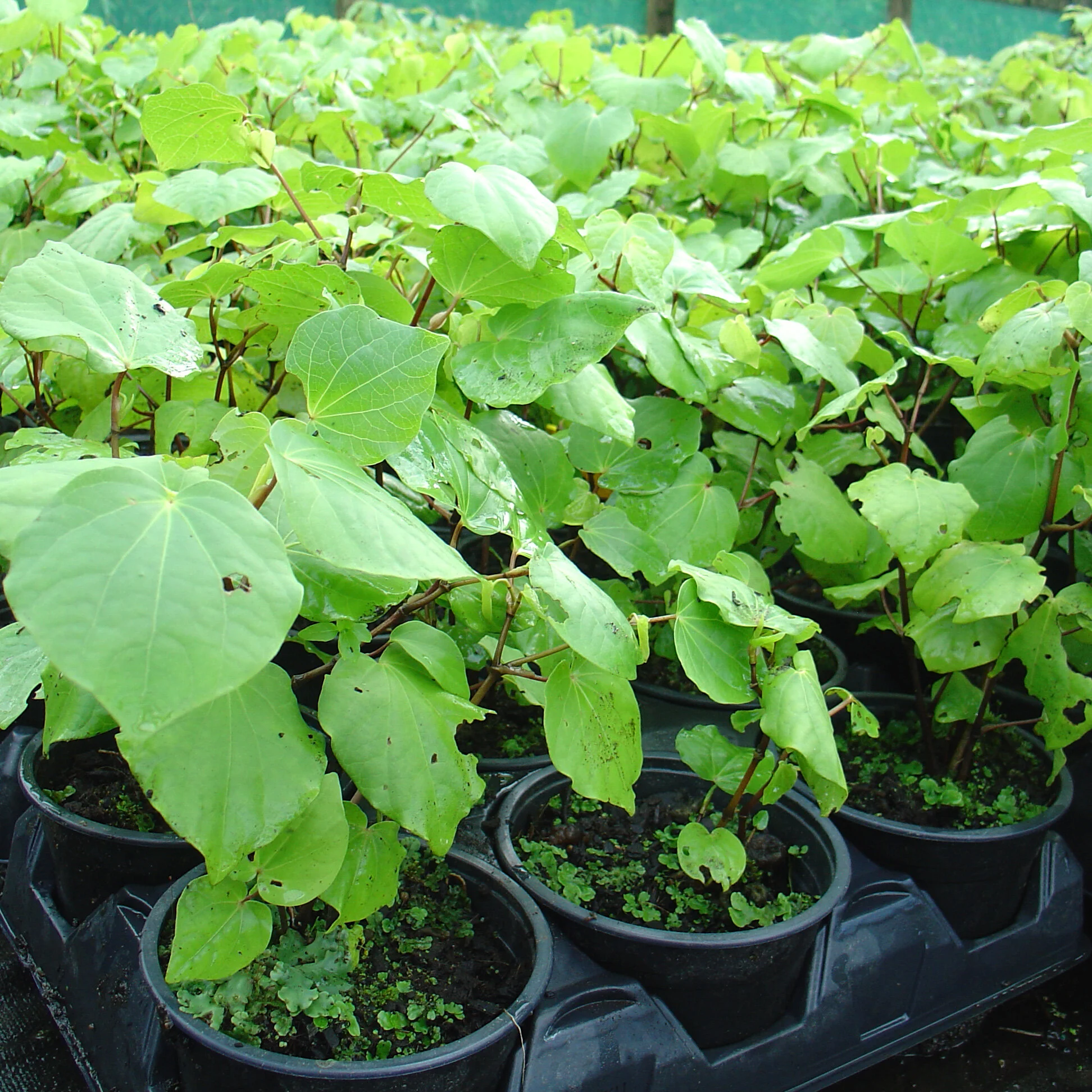 Macropiper excelsum — Kauri Park