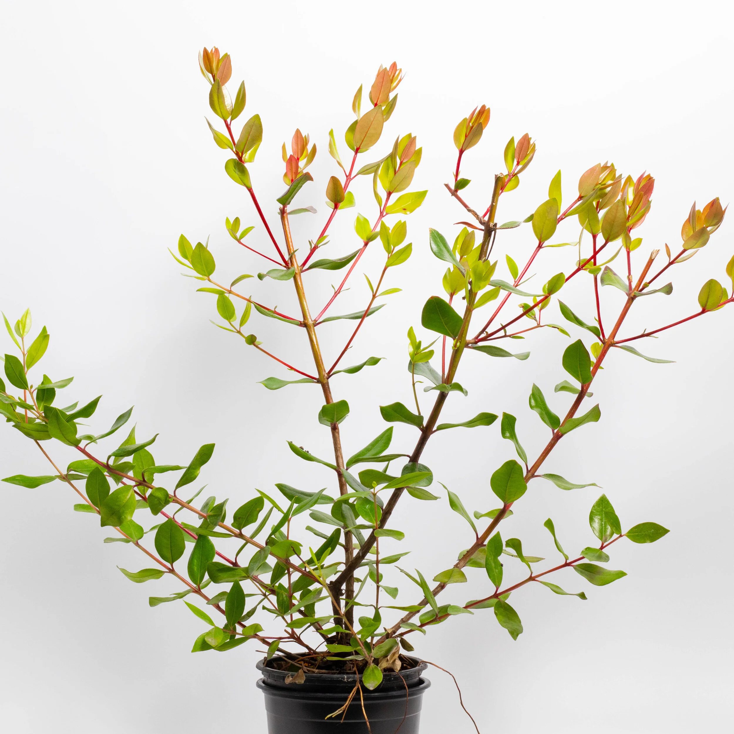 Metrosideros excelsa — Kauri Park