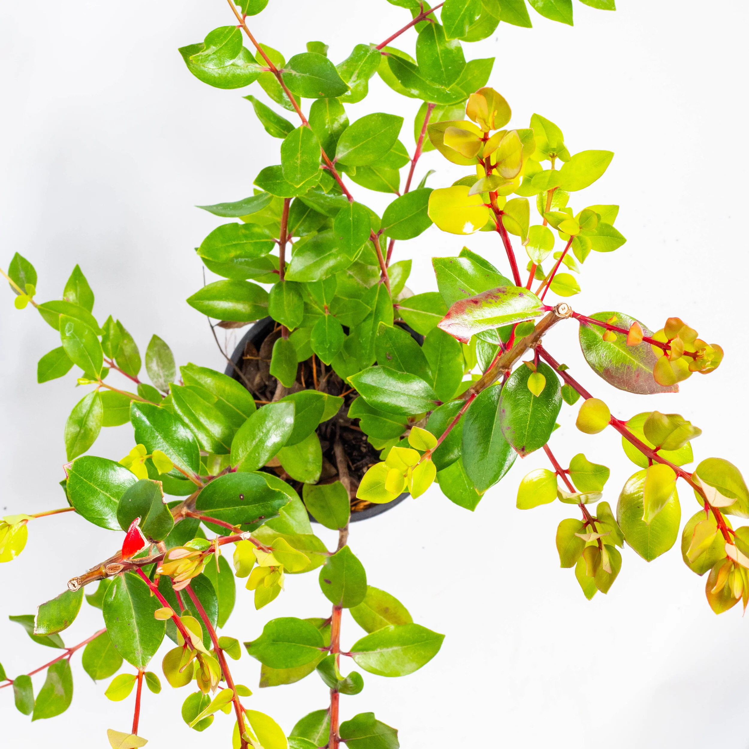 Metrosideros excelsa — Kauri Park