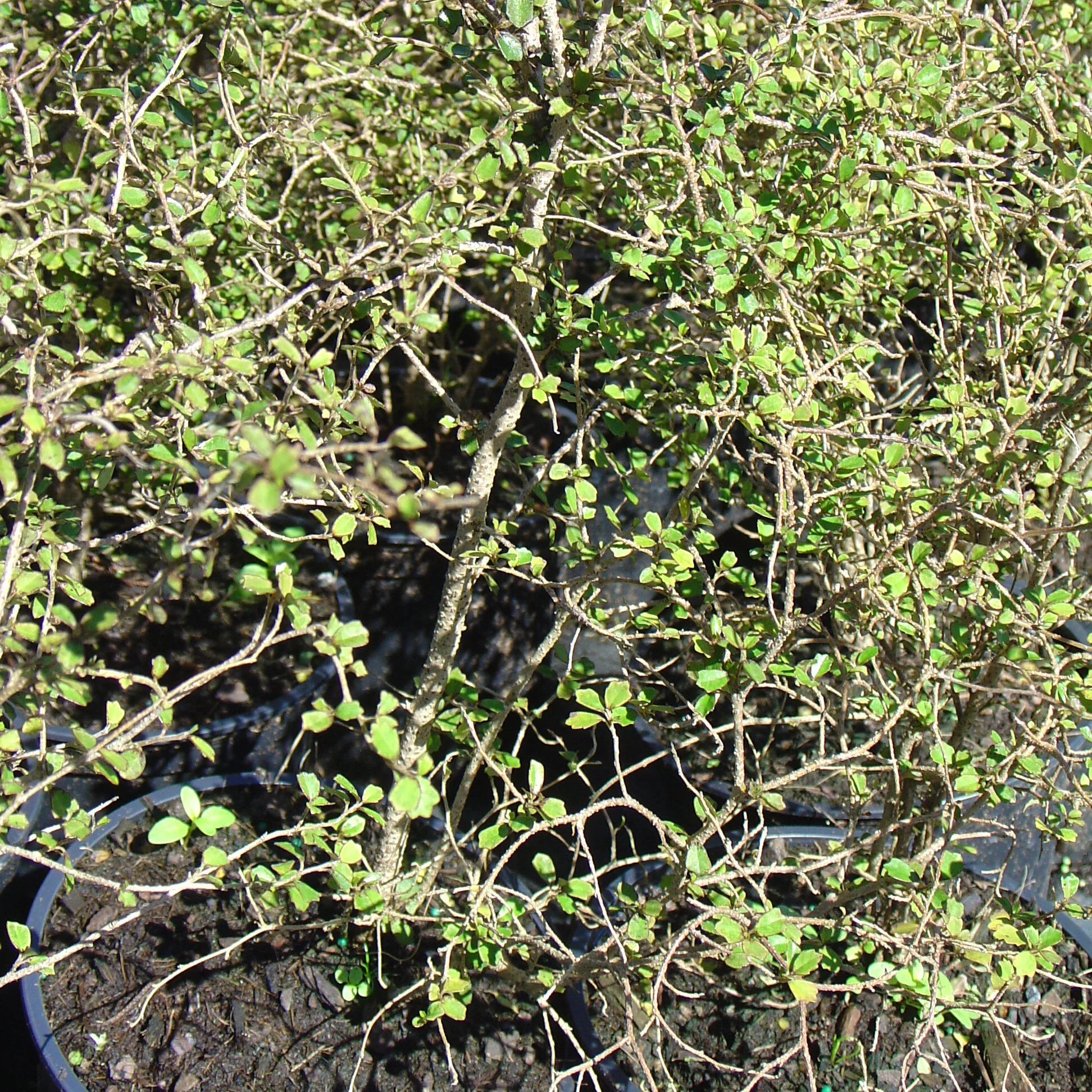 Pennantia corymbosa — Kauri Park