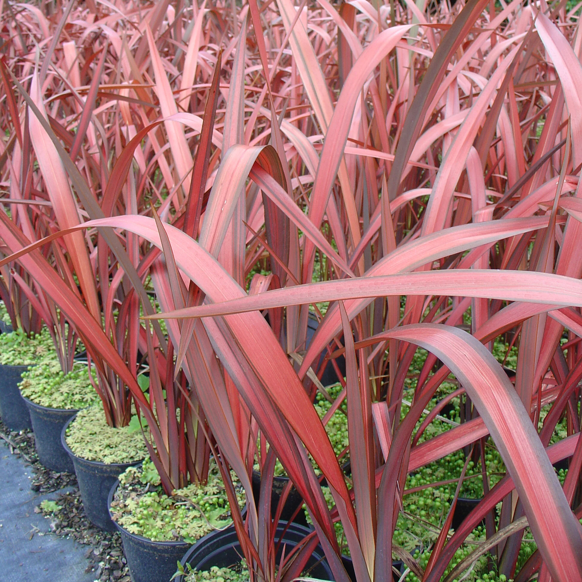 Phormium Evening Glow — Kauri Park