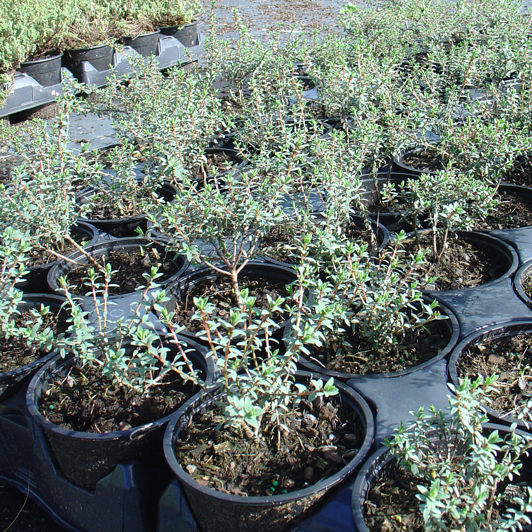 Pimelia prostrata — Kauri Park