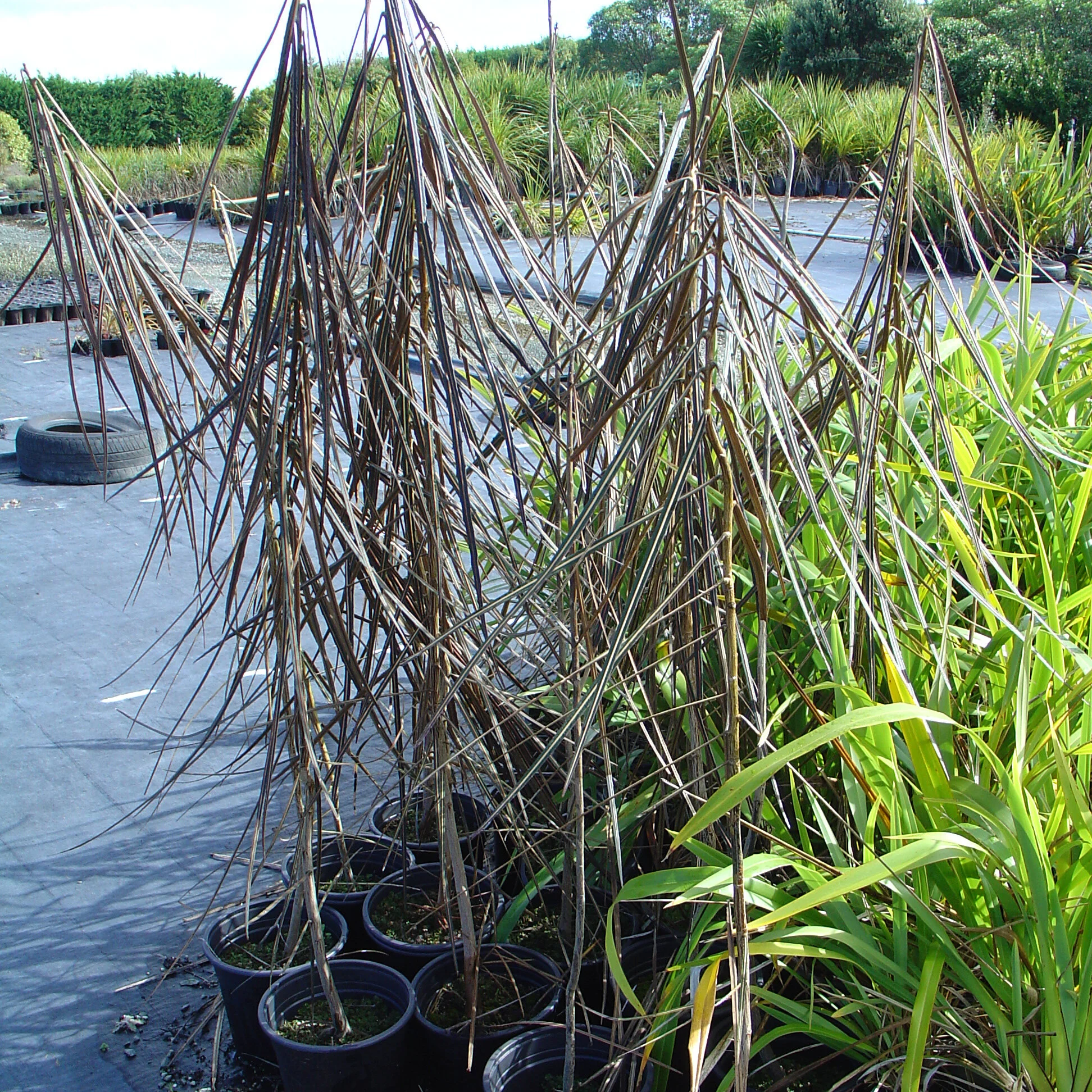 Pseudopanax crassifolius — Kauri Park