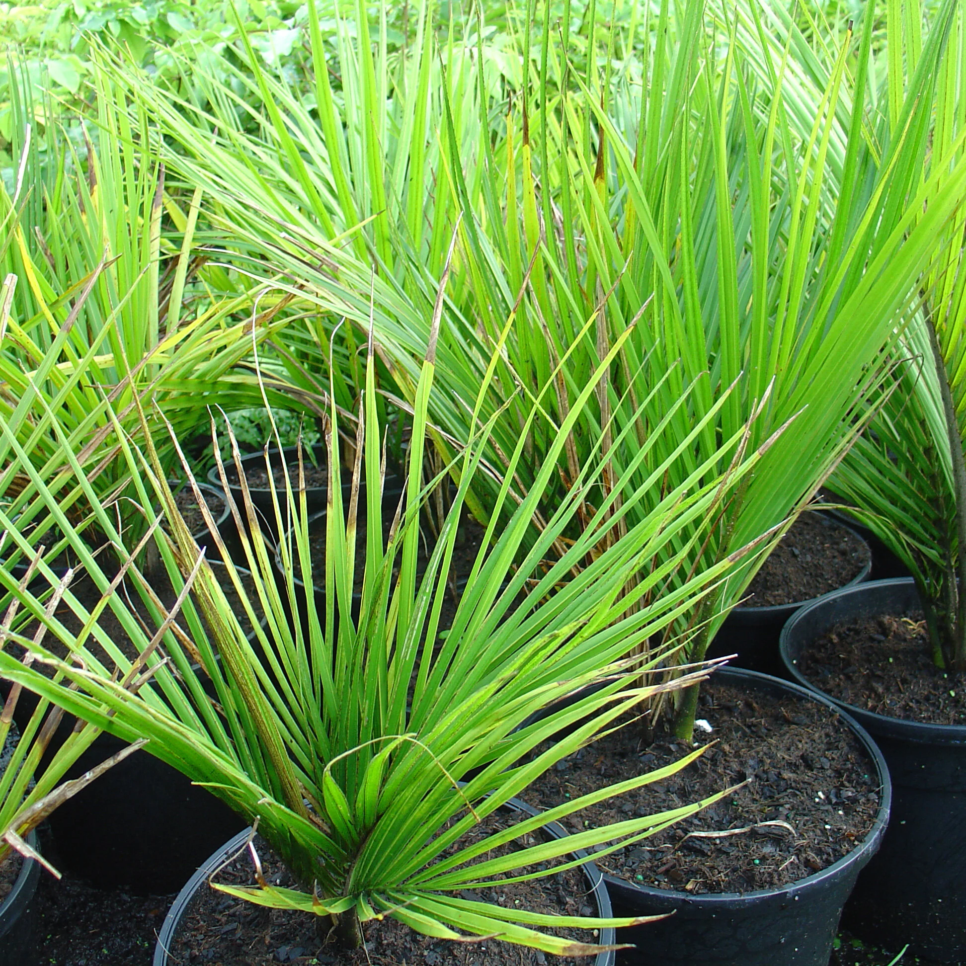 Rhopalostylis sapida — Kauri Park