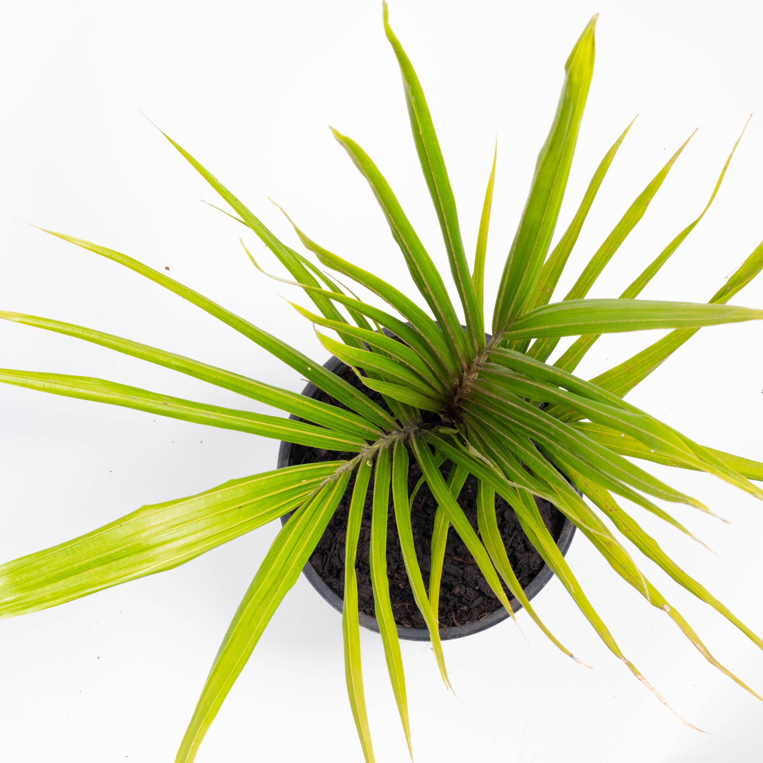 Freshwater riparian — Kauri Park — Plant Library