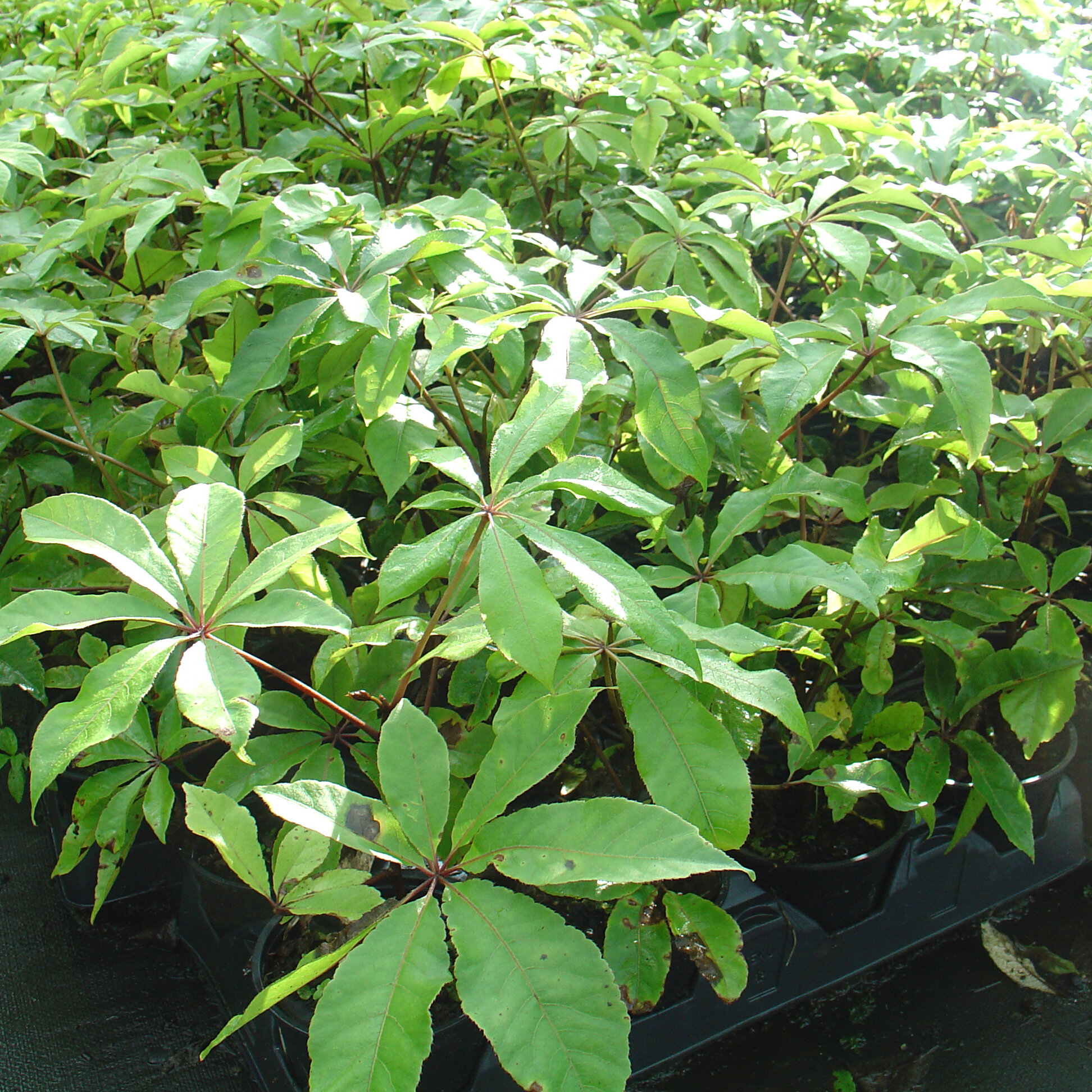 Schefflera digitata — Kauri Park