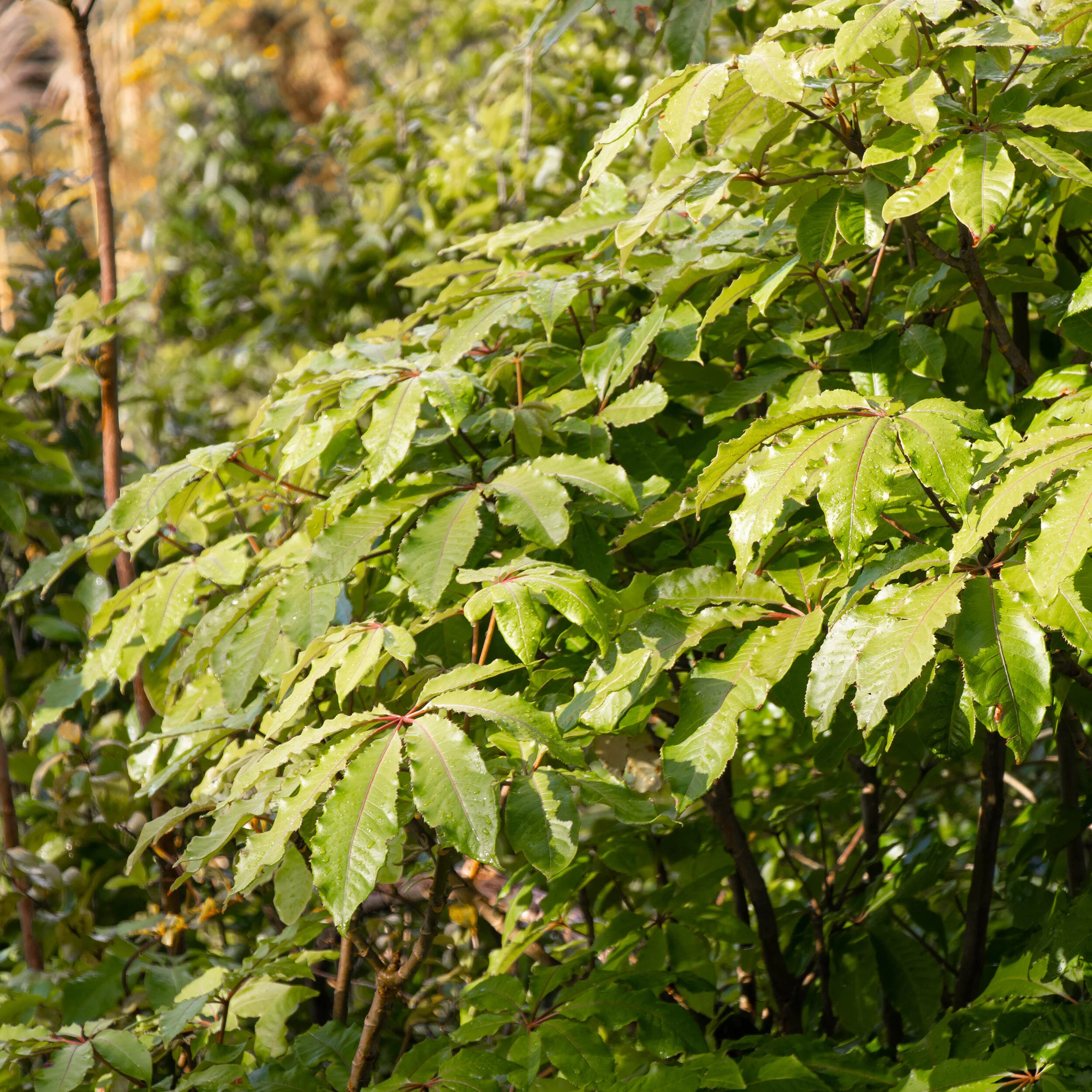 Schefflera digitata — Kauri Park