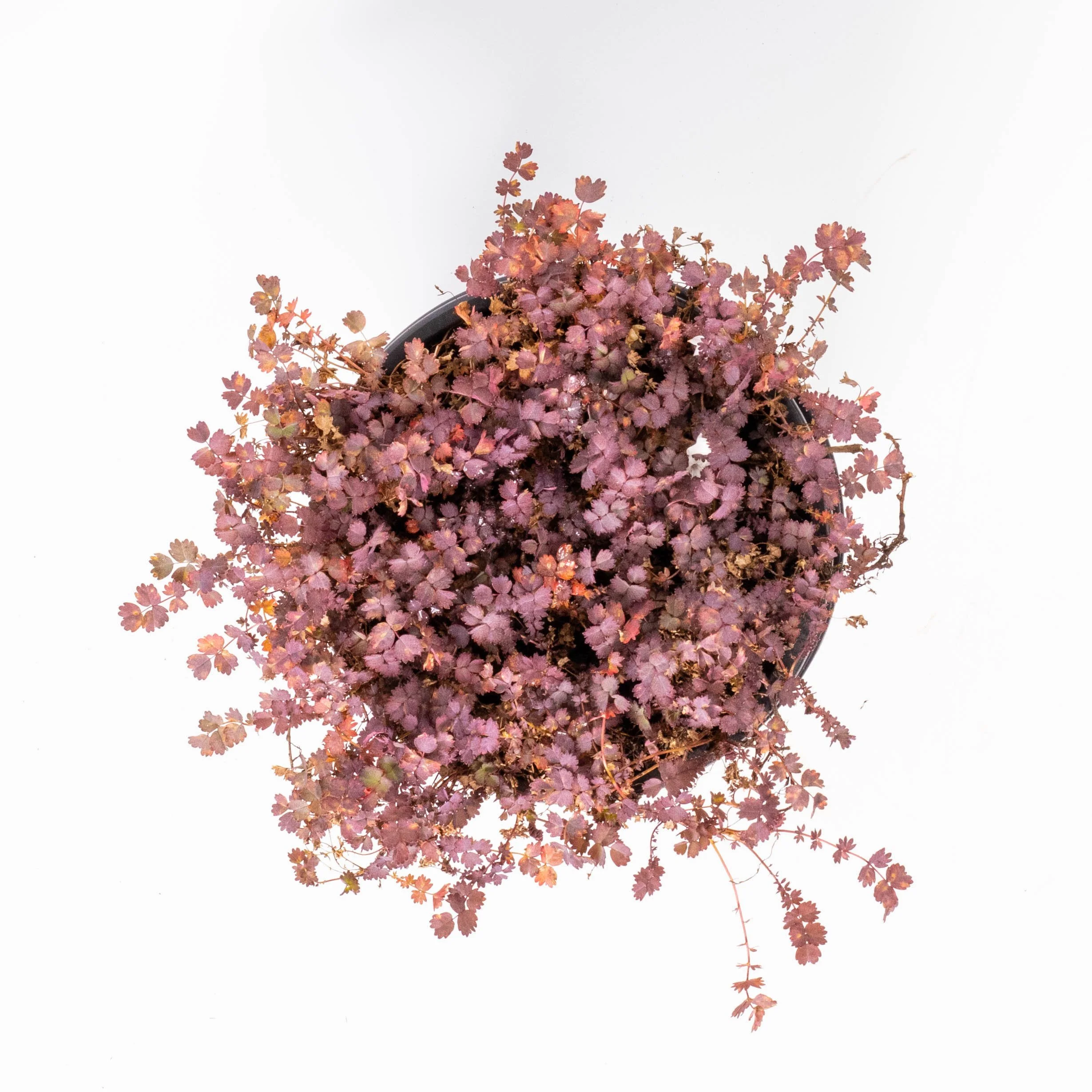 Acaena purpurea — Kauri Park