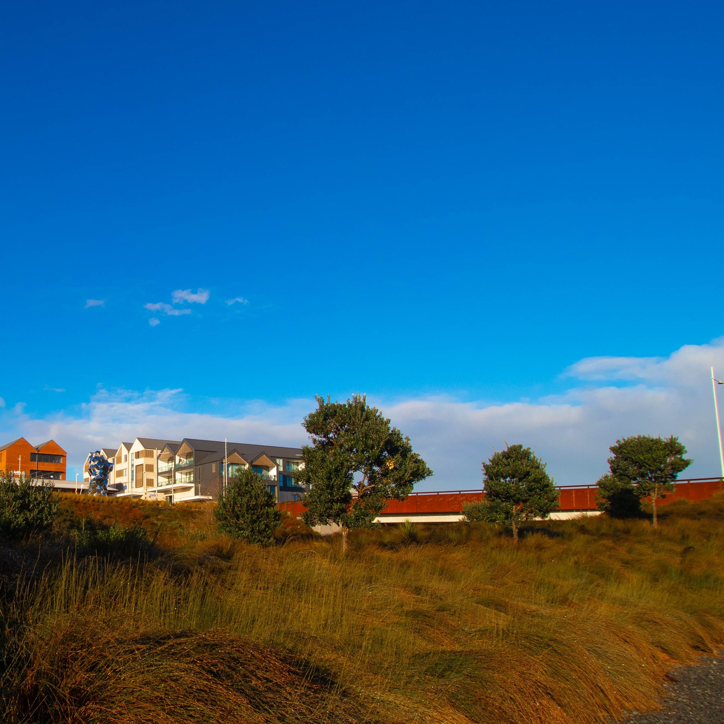 Apodasmia similis — Kauri Park
