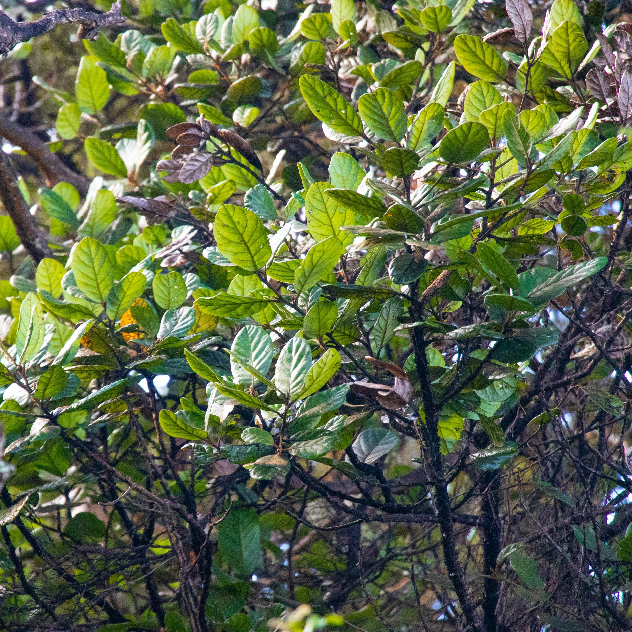 Beilschemedia taraire — Kauri Park