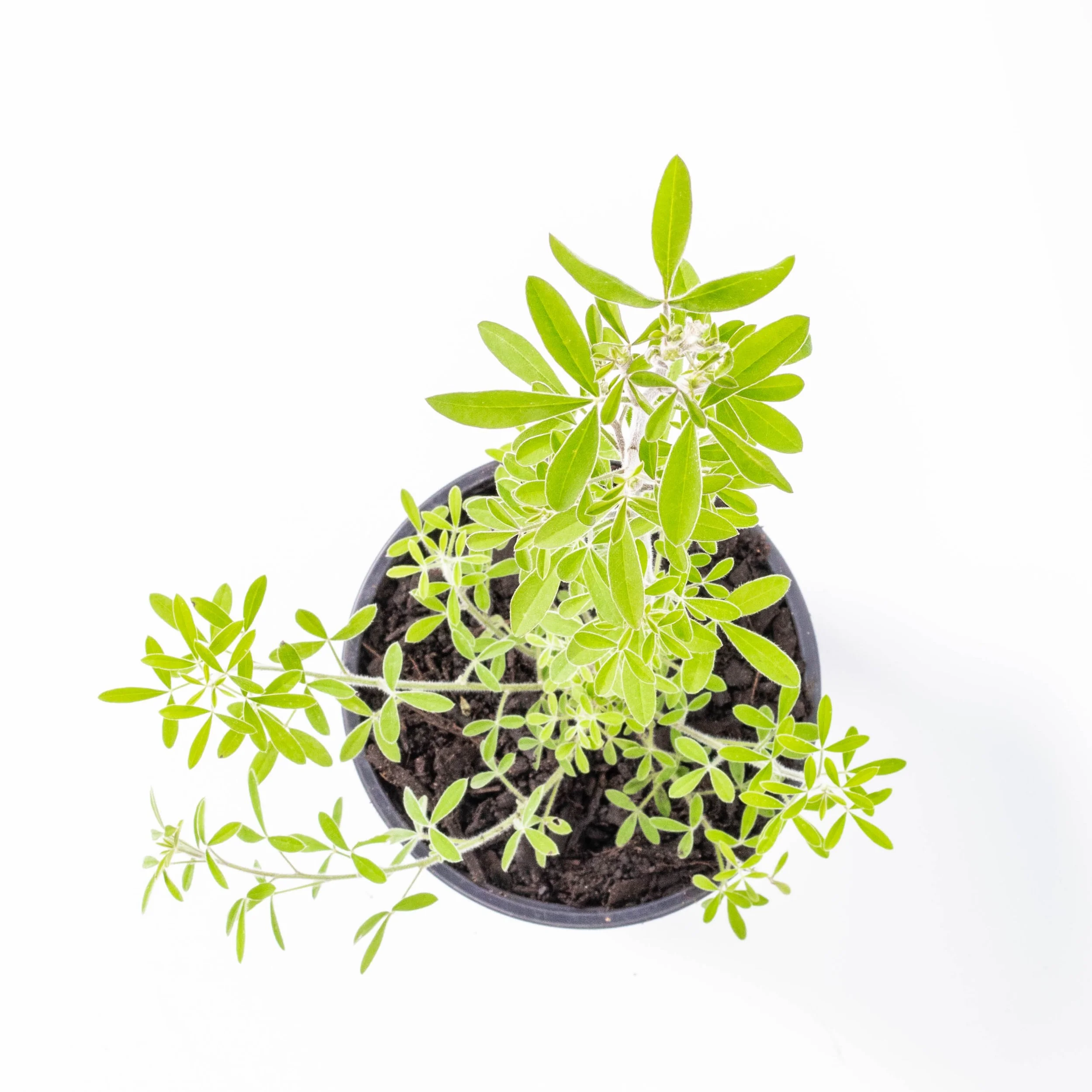 Chamaecytisus palmensis — Kauri Park